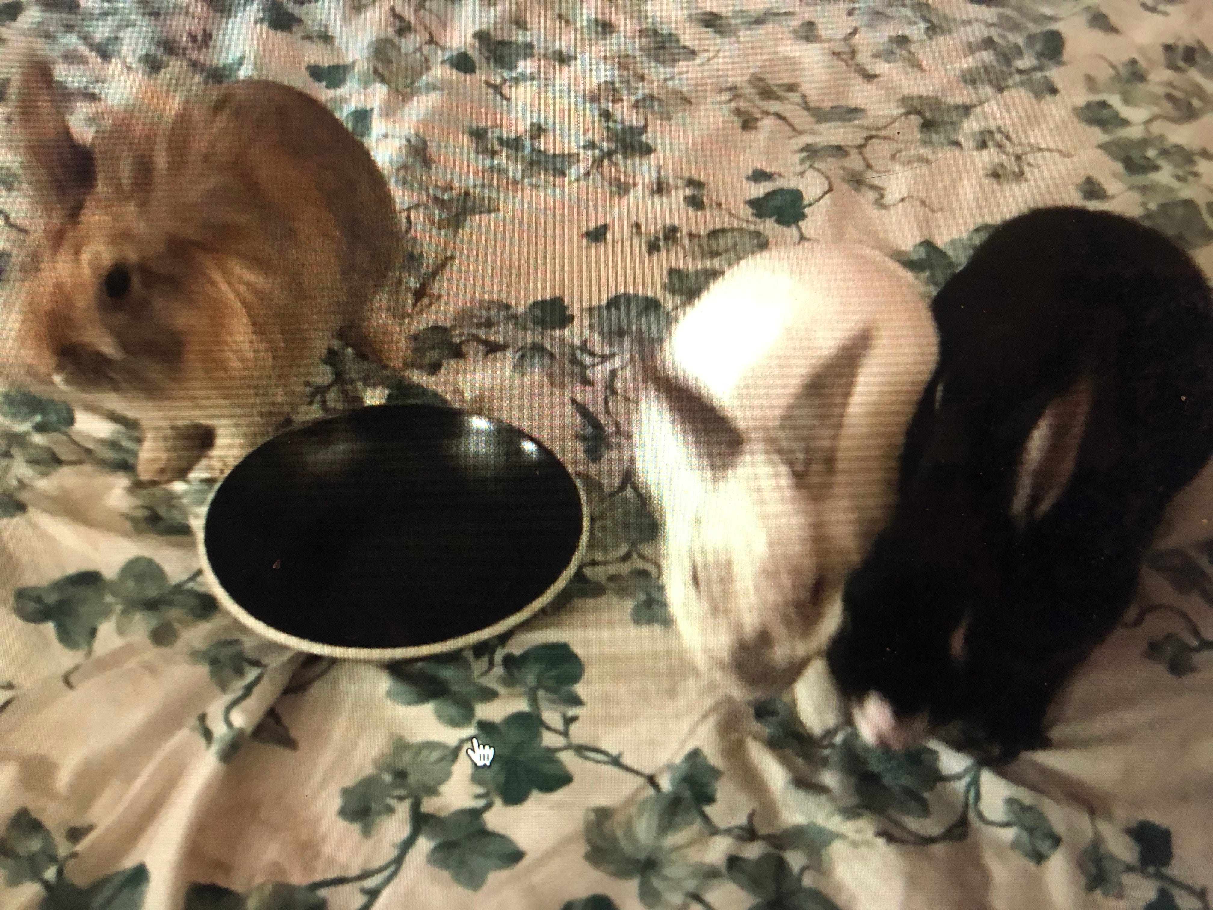 When Rabbits Talk - by Celia Farber - The Truth Barrier