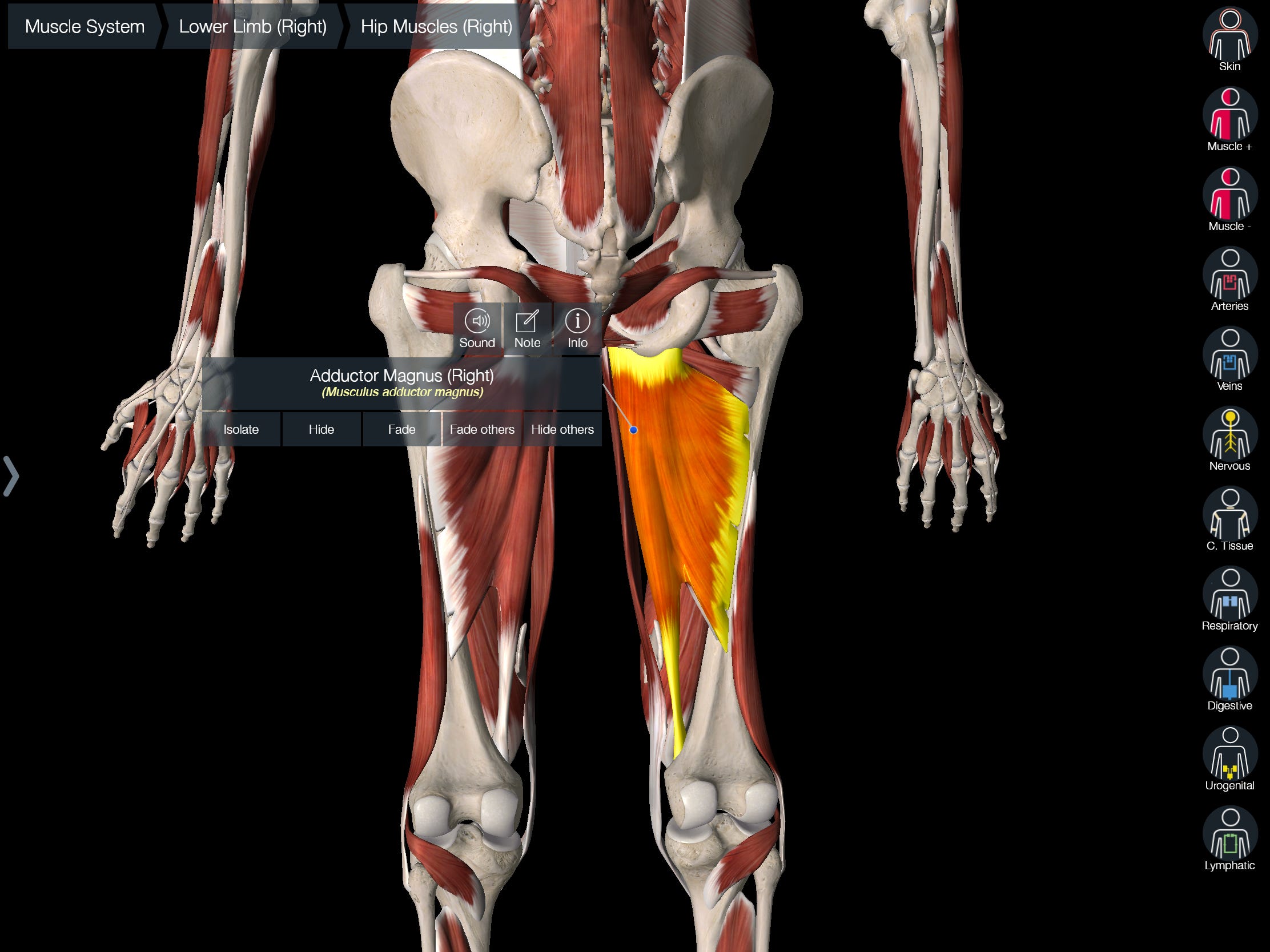 Groin/Hamstring Pain - by Dereck Steffe