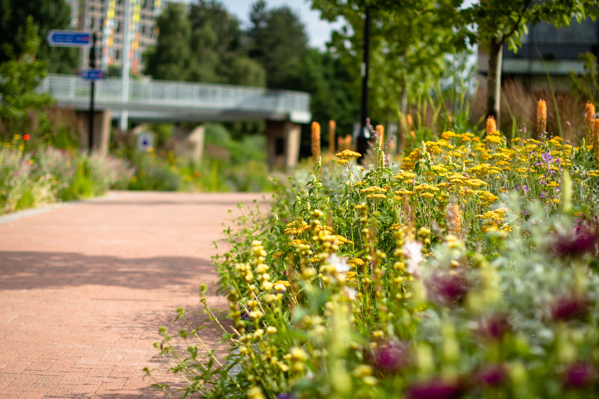How Grey to Green has transformed Sheffield city centre