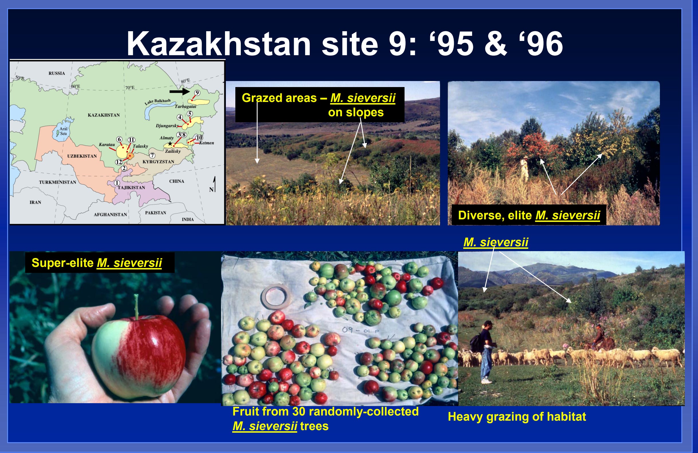 The Wild Apples of the Tian Shan Mountains