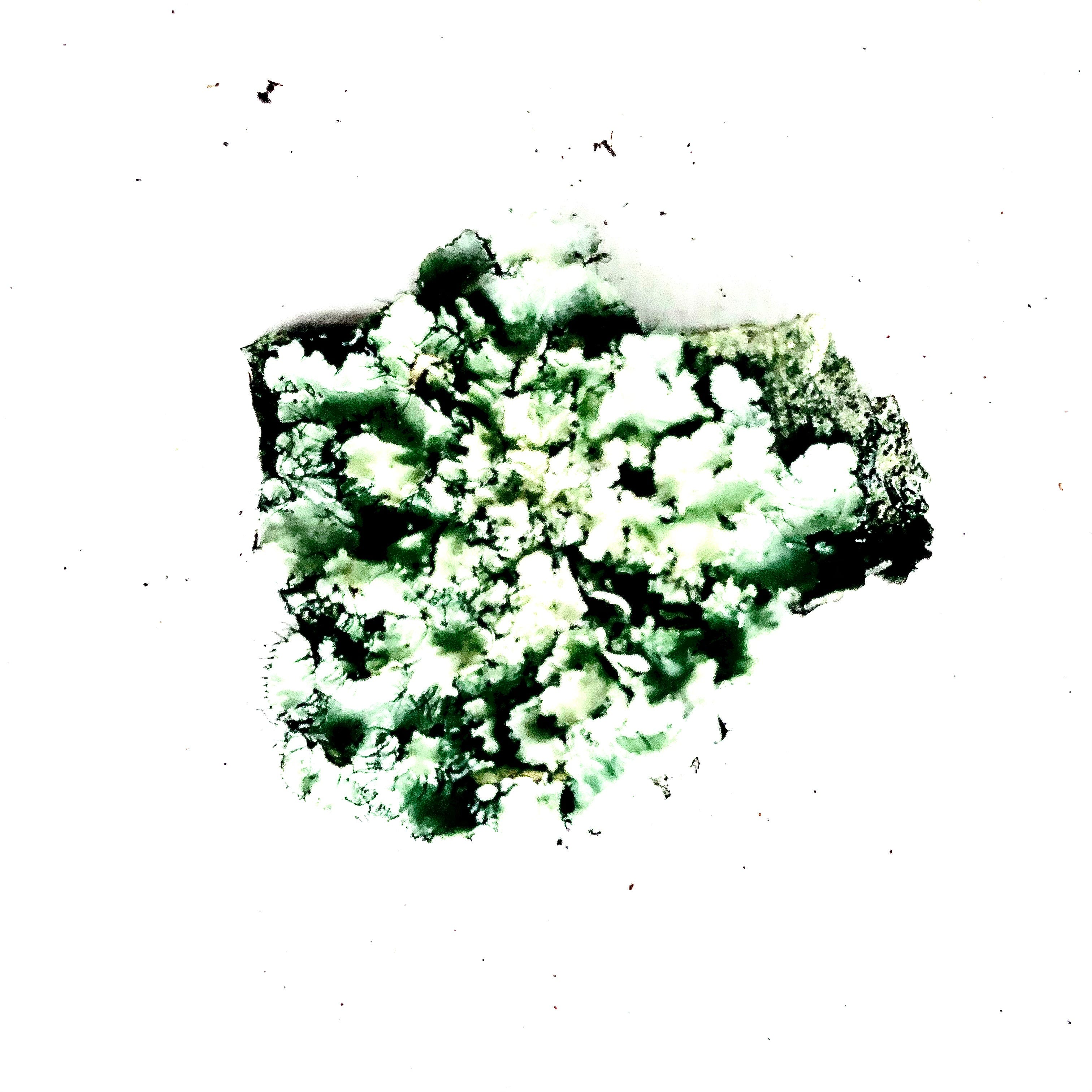 symbiont collection 05/27/21 - by swbn - lichen practice