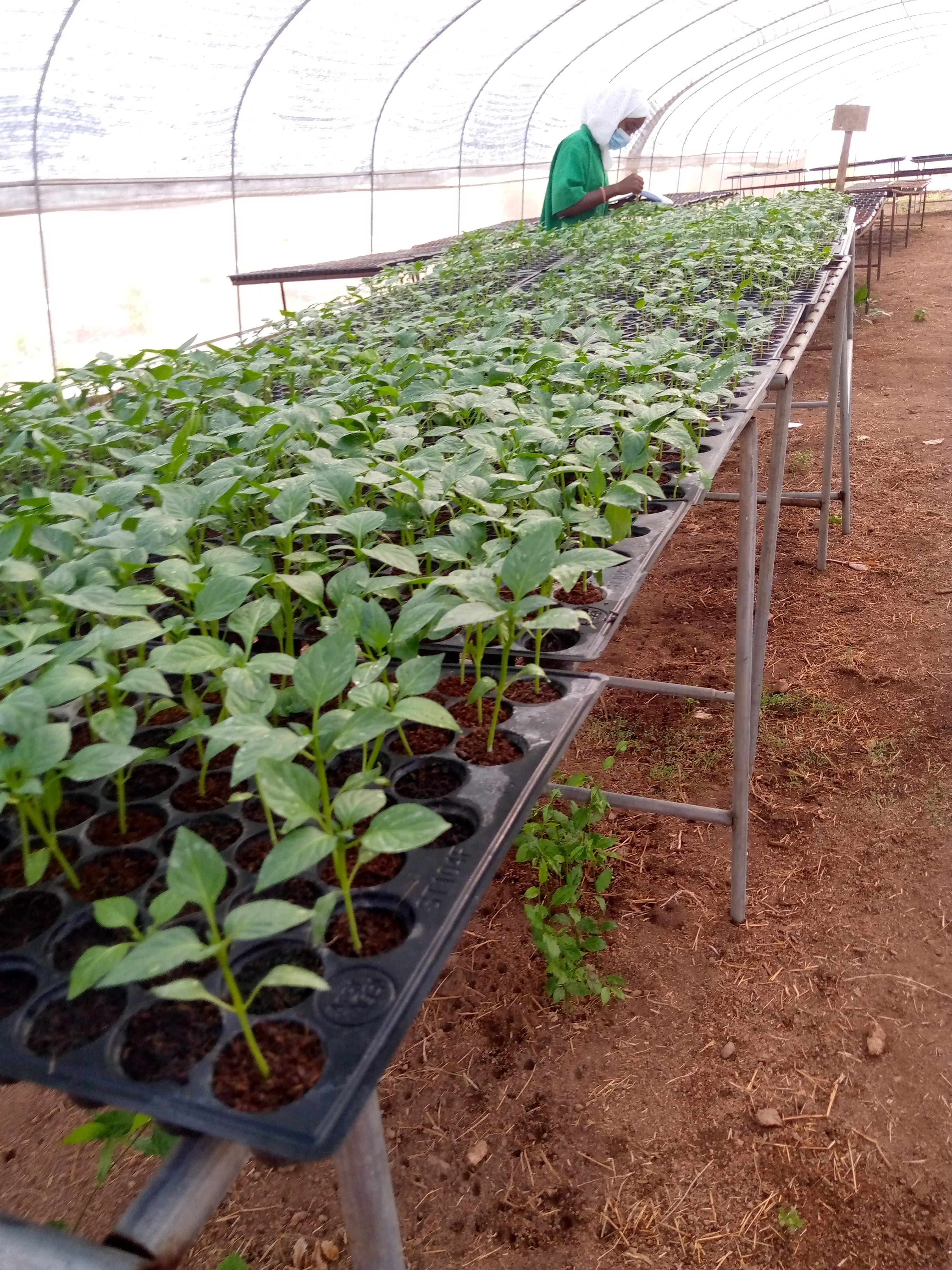 Sweet Peppers Production In Hydroponics.