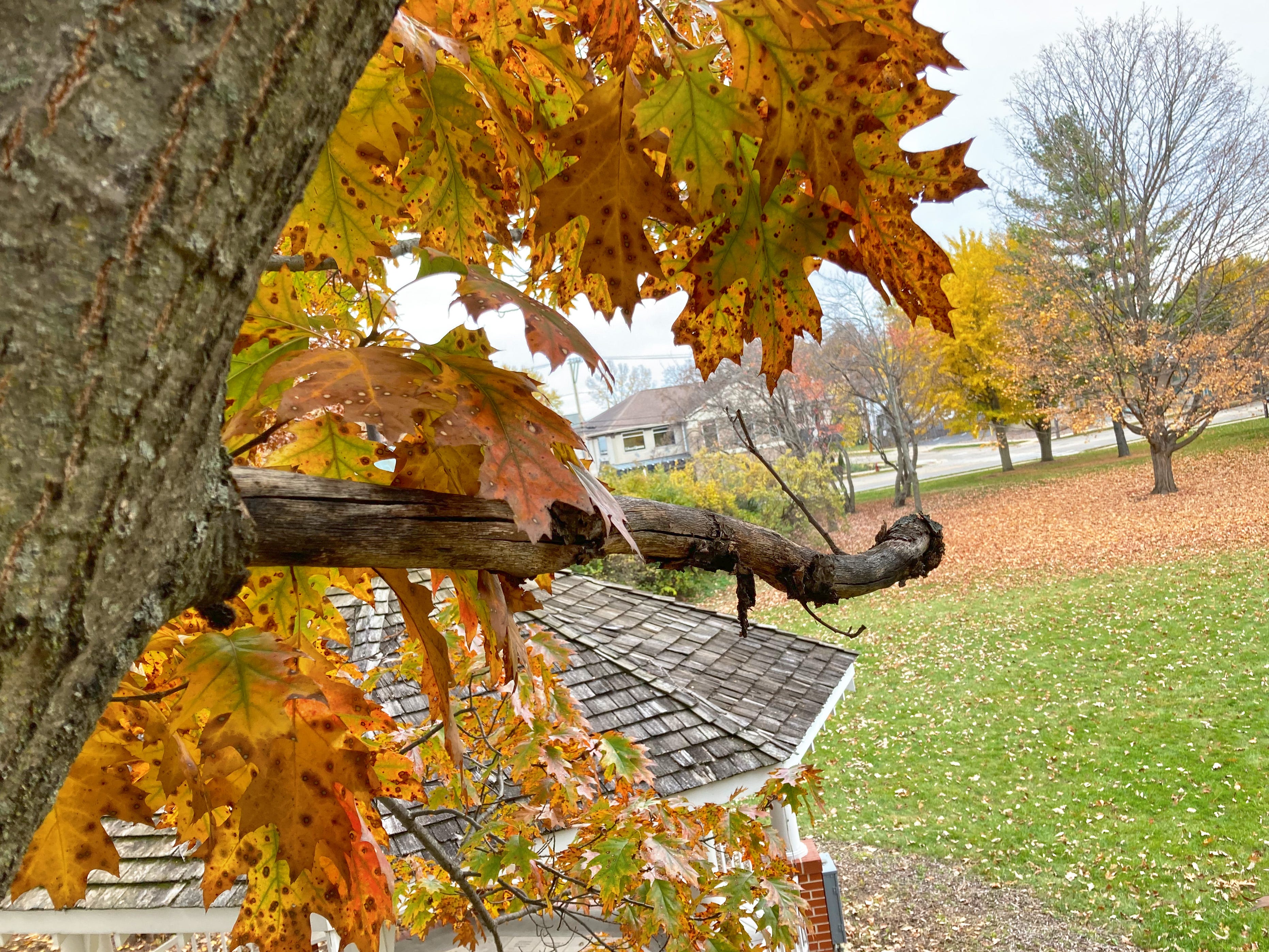 4: The Off-Season - by Daniel P. Huffman - Dryad