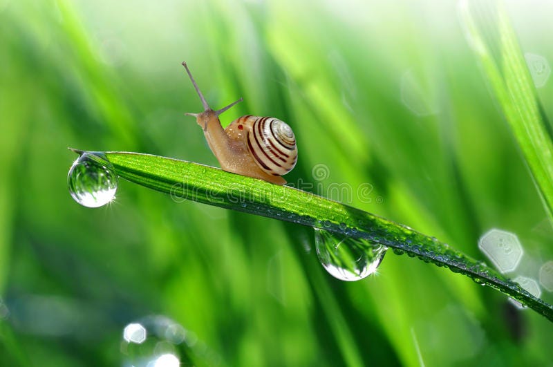 Stanley the Snail - by Anmol Atreya - Anmol’s Musings