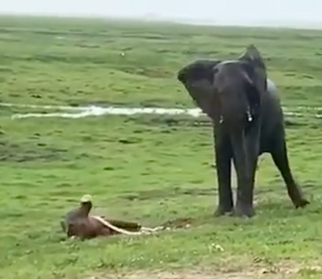 The birth of an elephant - Up Close with Peter Sage