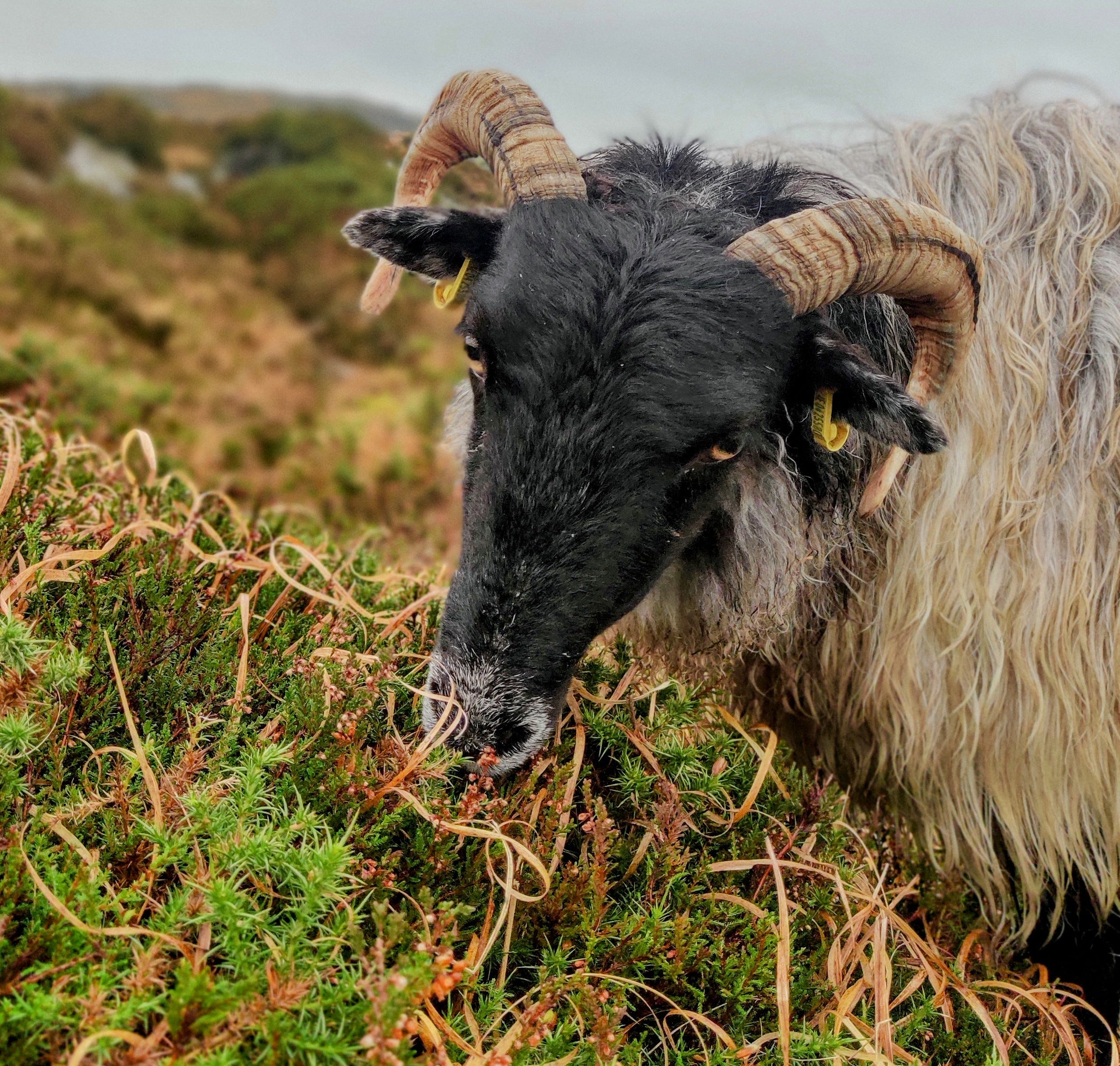 Becoming land, part 2 - by Carly Wright