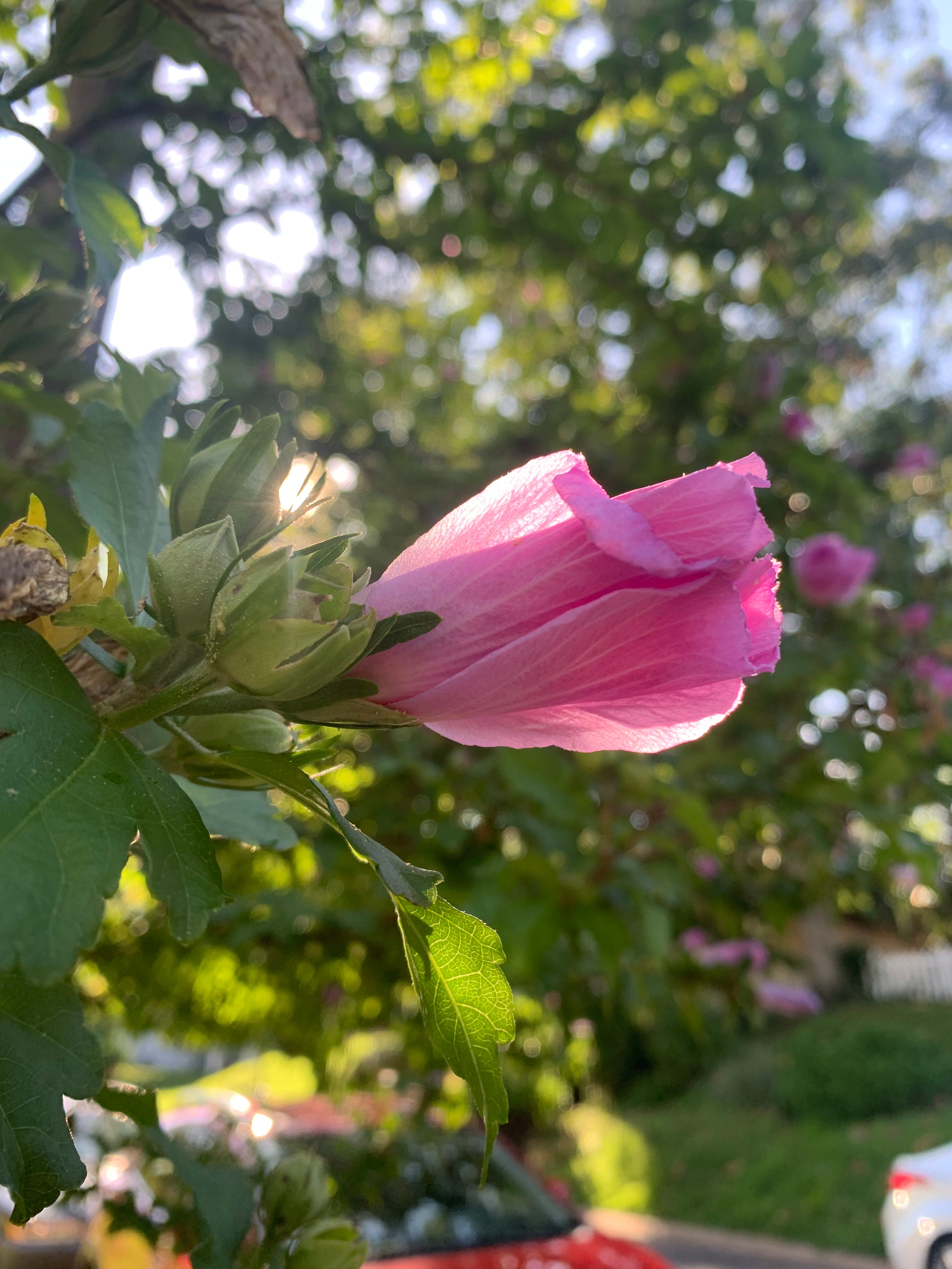 Addendum: Unkindness - by Jane Ehrenfeld - Whimsy and Pique