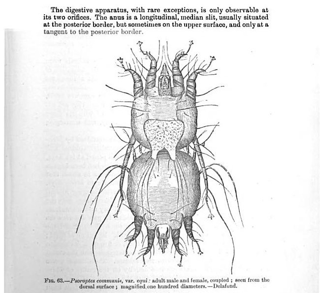 Occupy Scabies: The Ten Year Anniversary - by Yasha Levine