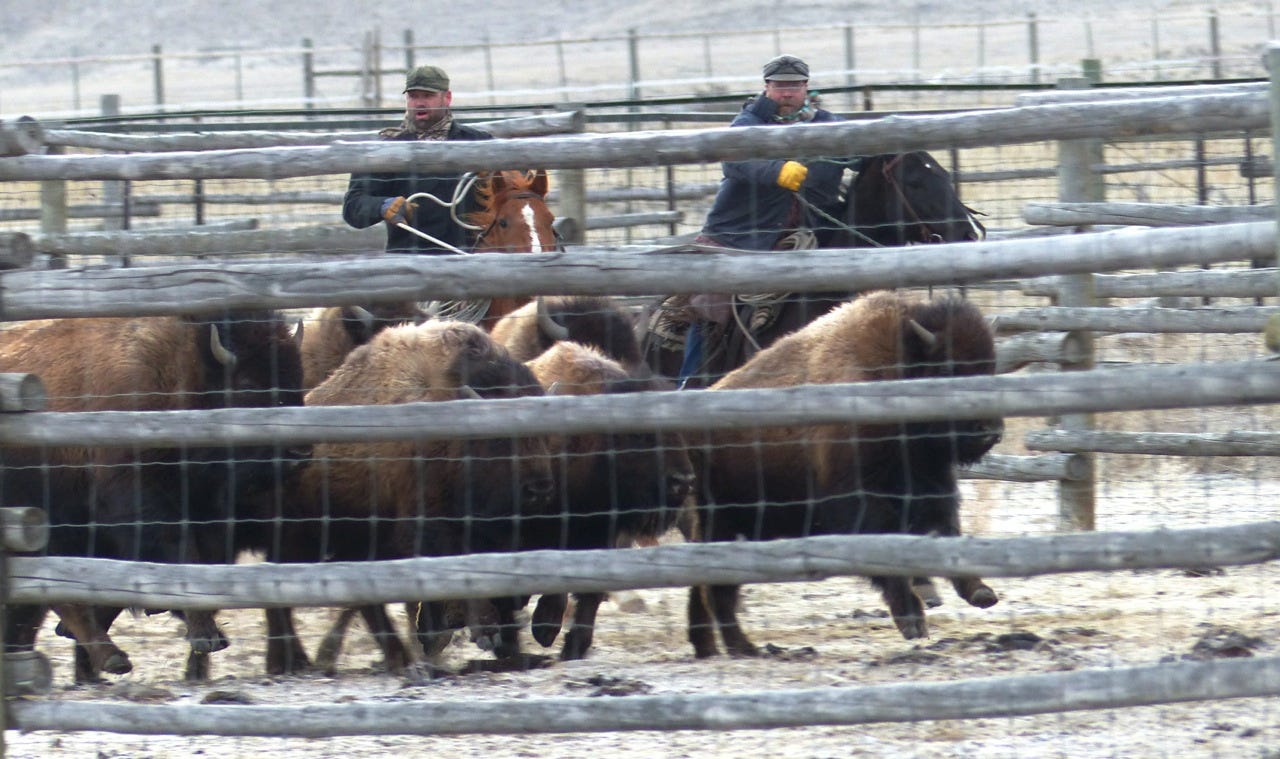 An Inside Look at Capturing Yellowstone Bison