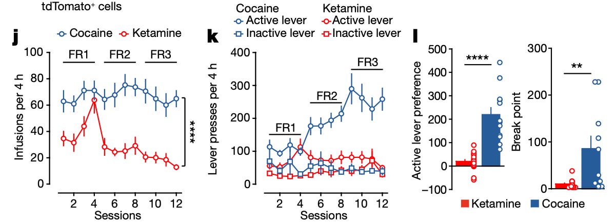 How Does Ketamine Work in the Brain & is it Addictive?