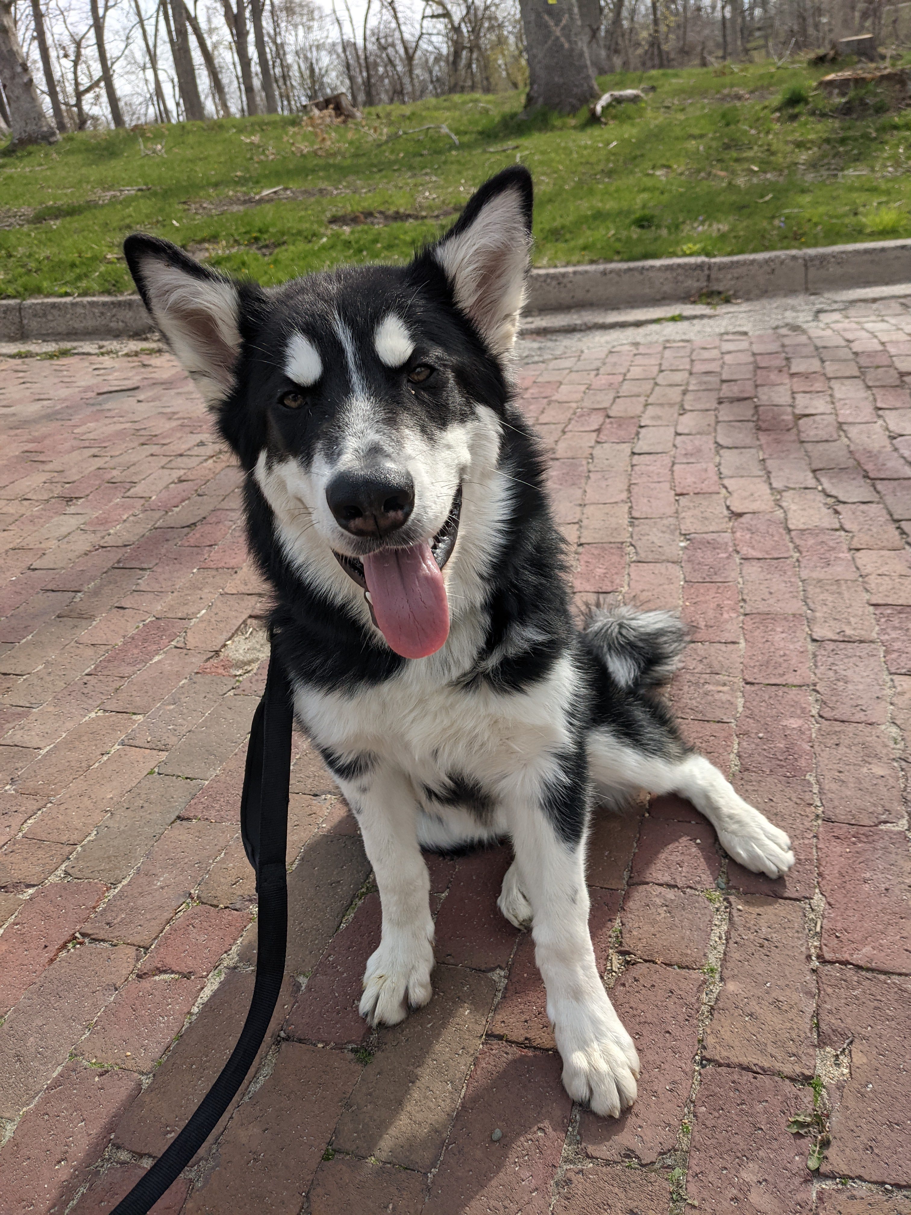 Dingus of the Week: My Stupid Dog - by lyz - Men Yell at Me