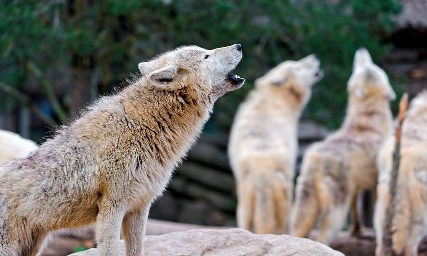 Pharaoh King of Egypt (Part 21) - by Max Wang