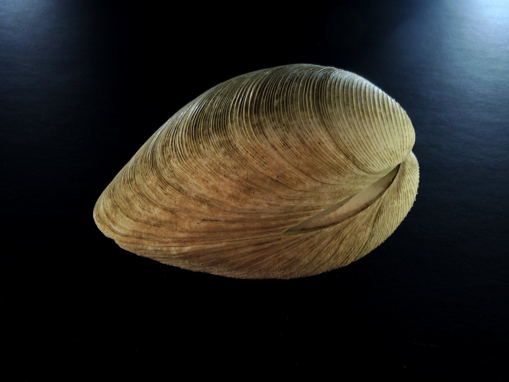 Boring Clams - by Walter Tschinkel - Walter’s Essays: Boring Clams - by Walter Tschinkel - Walter’s Essays:
