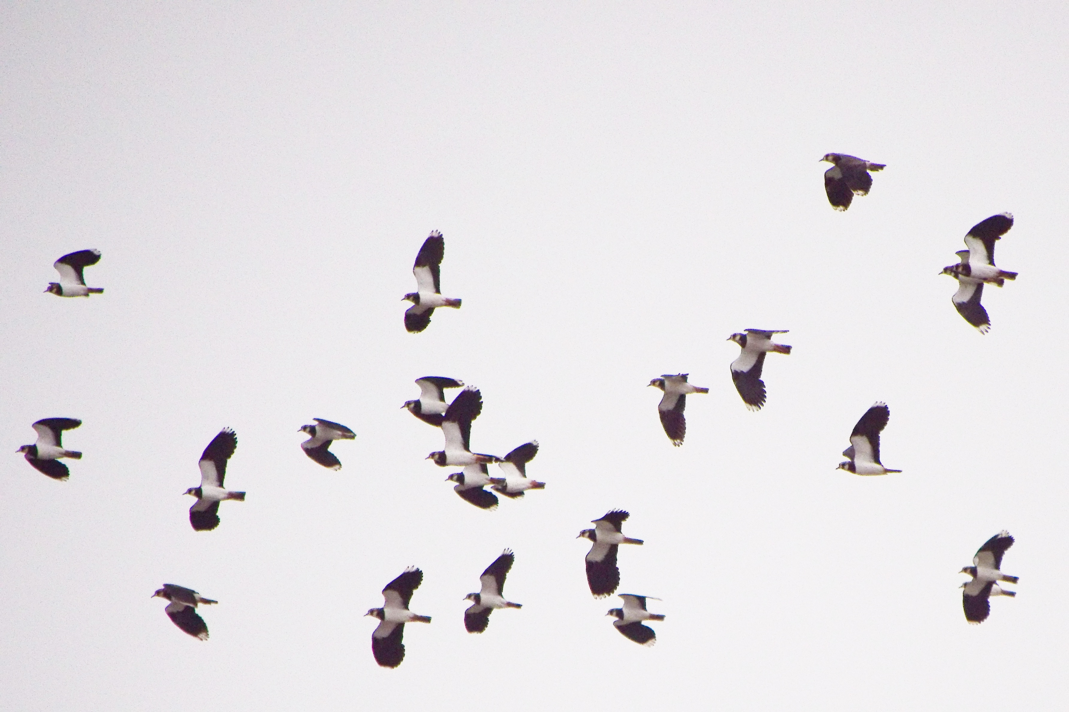 Some Birds Fly North For Winter - by Dud - Brain Snacks