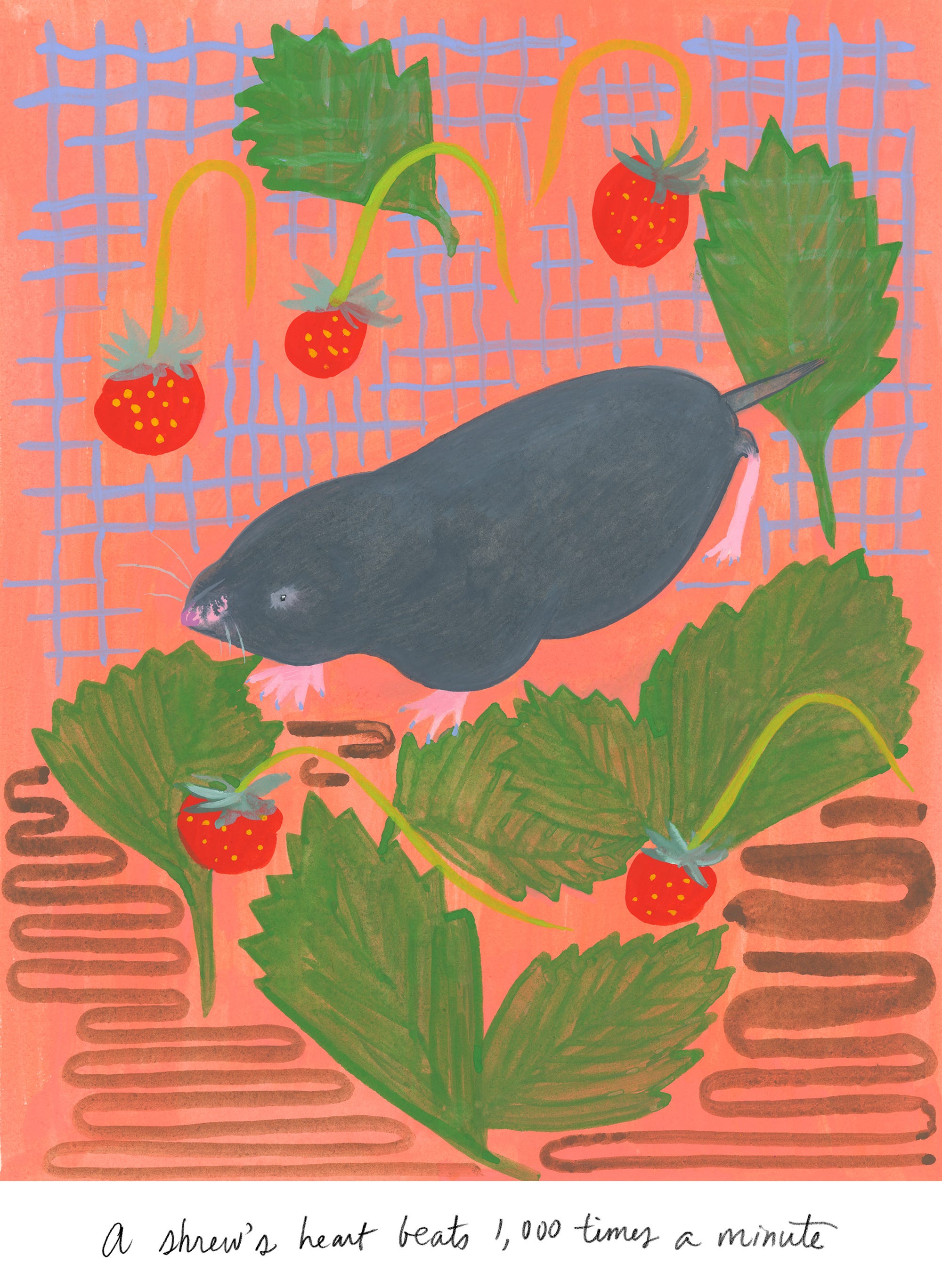 Wild Life / northern short-tailed shrew