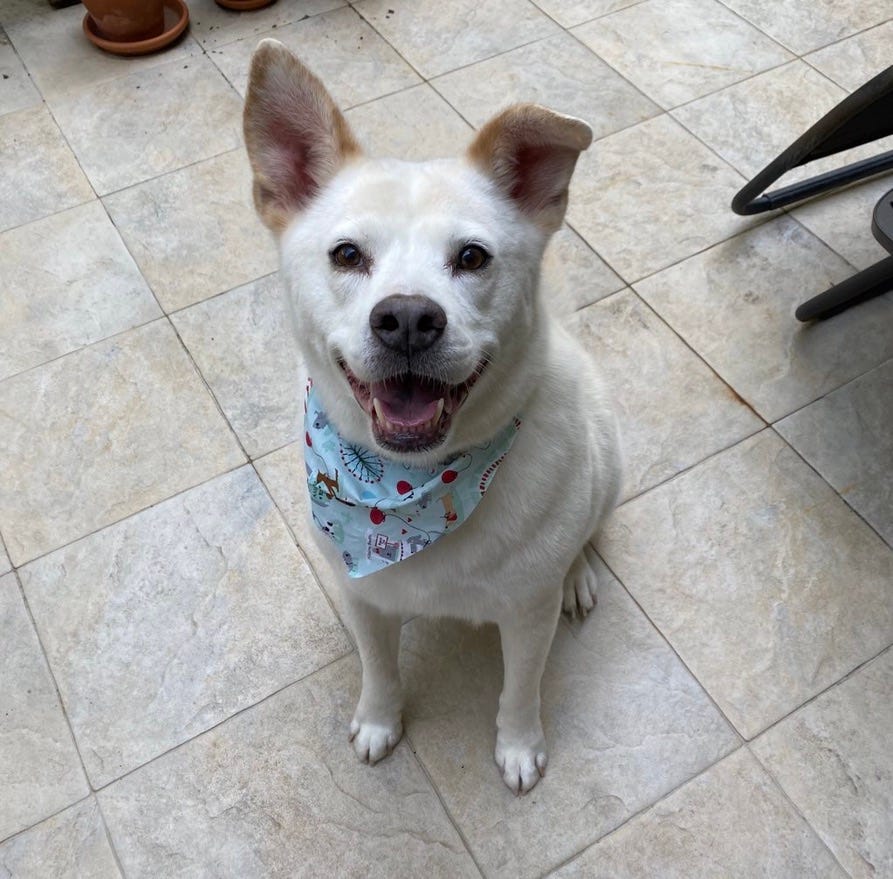 The Long, Long Tunnel - by Lisa Tozzi - The Shitshow Room