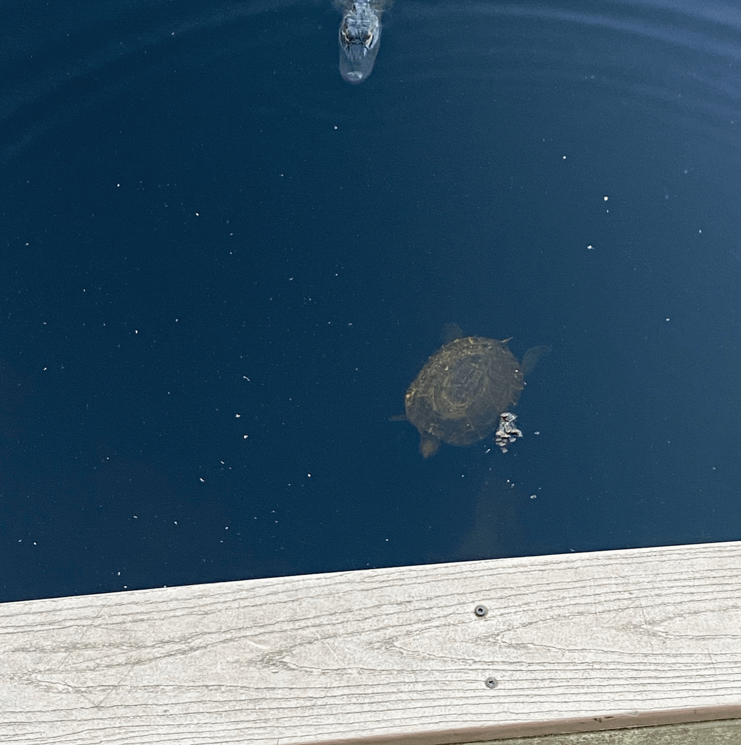 Guffaw | Kyrie Gray | Substack