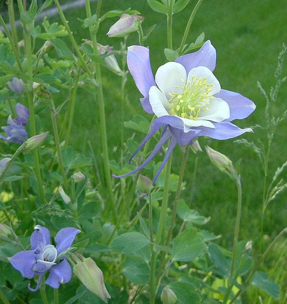 Colorado Blue Columbine - The World of Tosh Berman