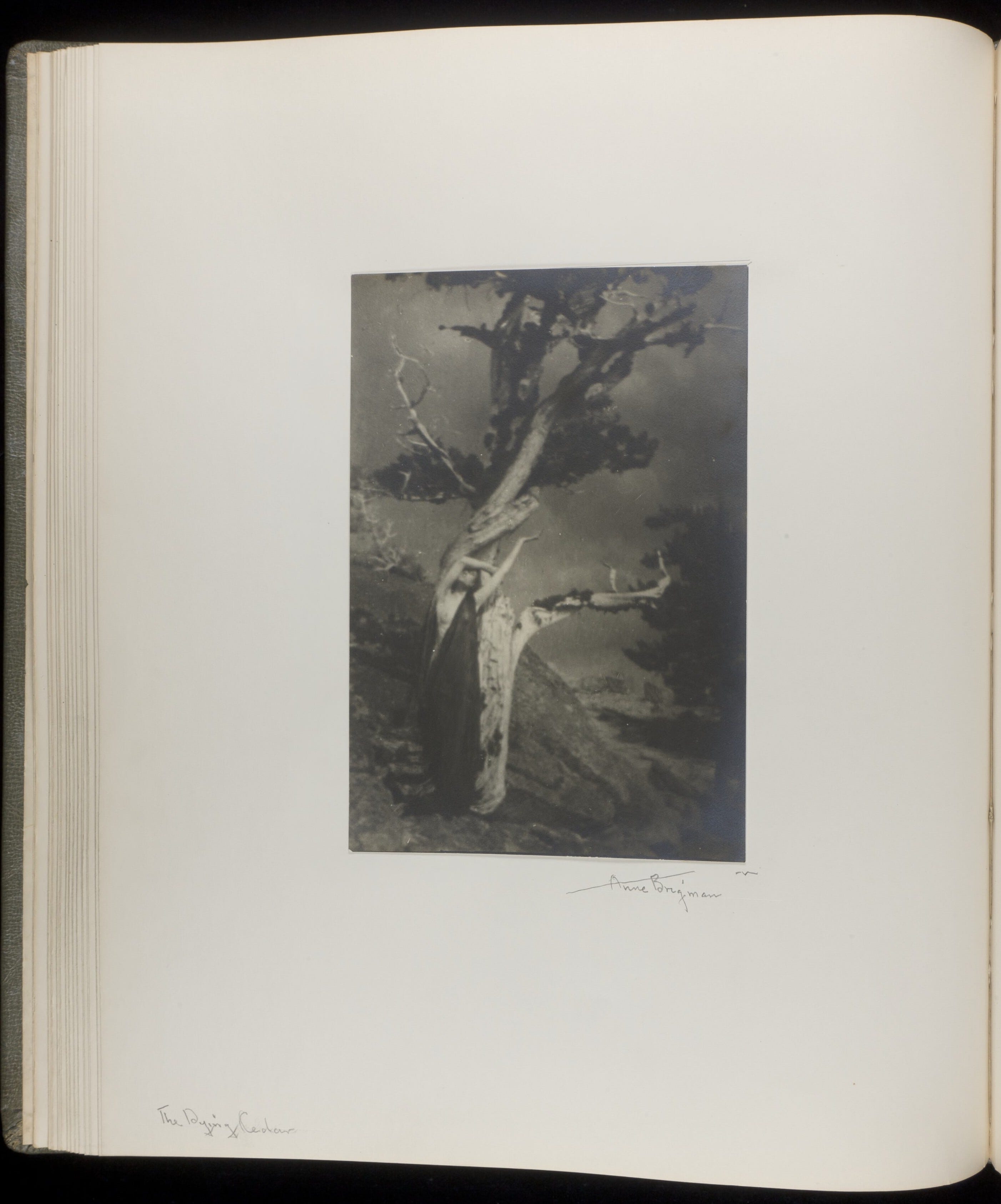 On Courage and Anne Brigman - Tara Violet Niami's Musings