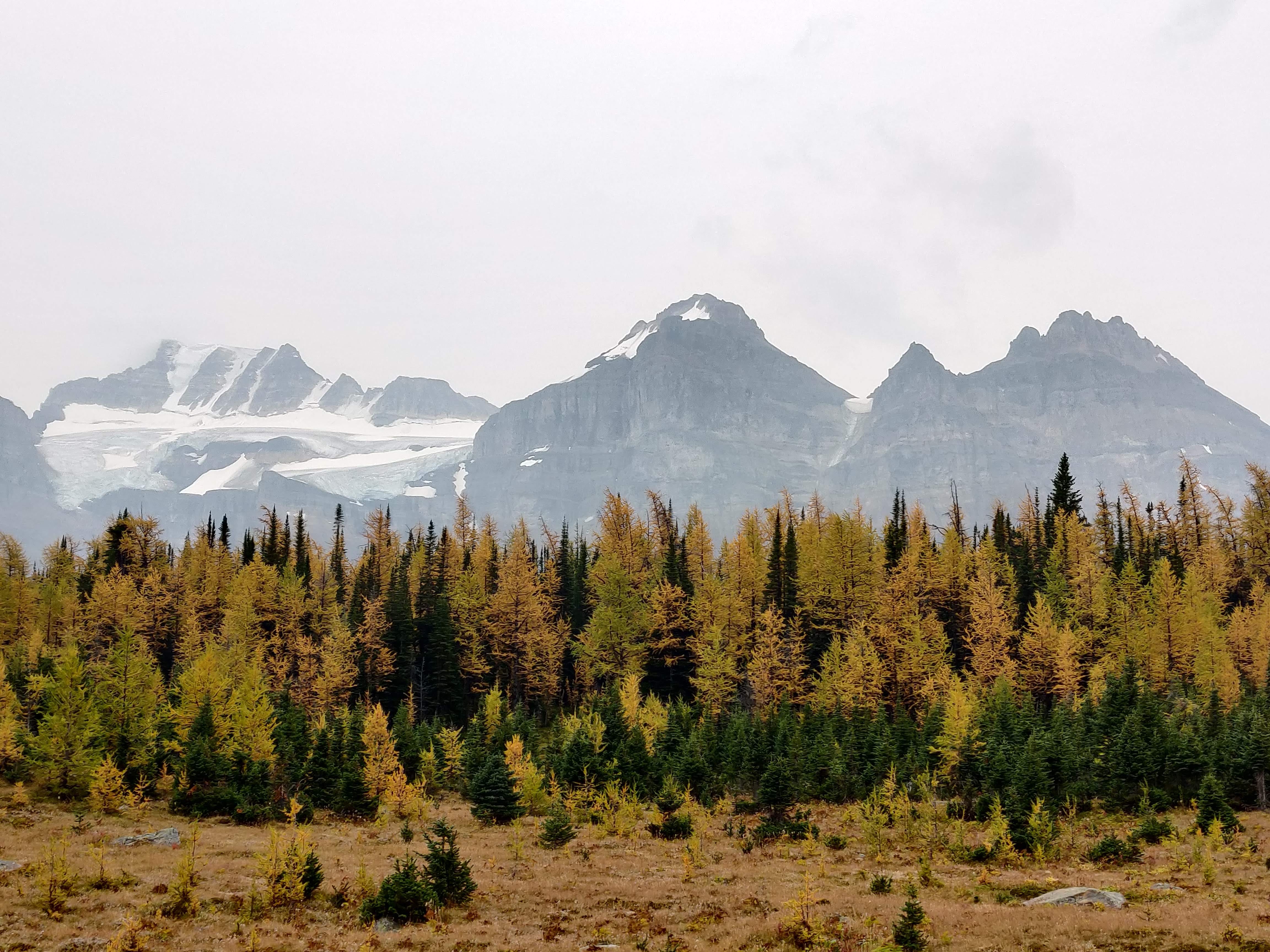 It's (Almost) Time for a Larch March!