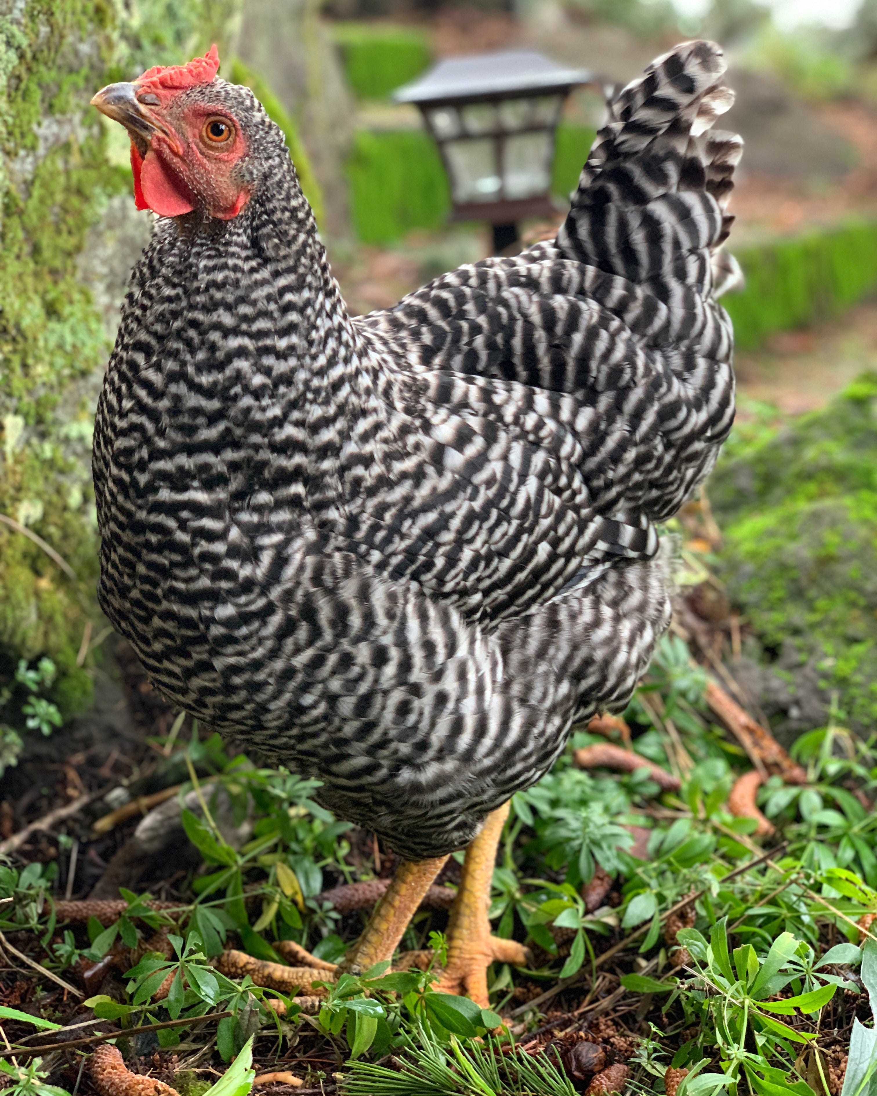 Platonic Poultry - by Tove Danovich - Under the Henfluence