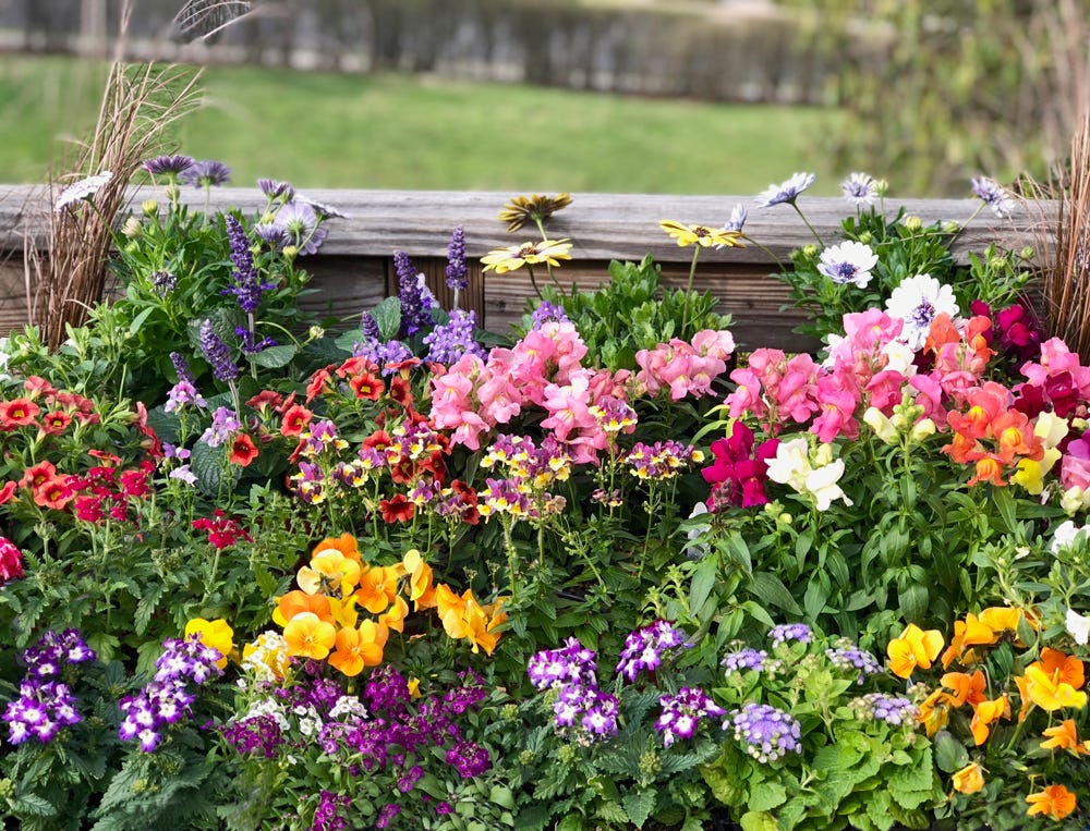 Annuals vs. Perennials - by Laura Janney - Get Inspired