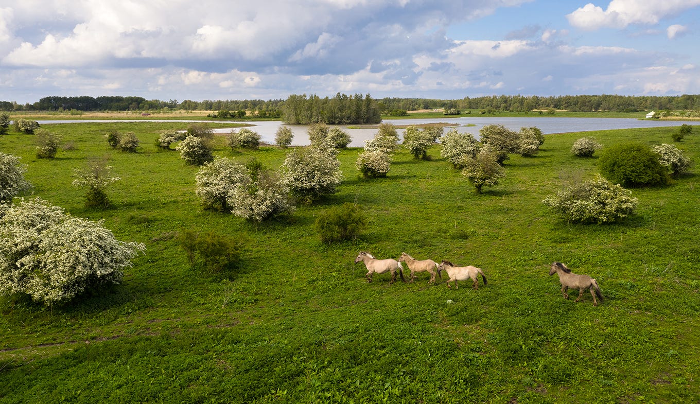 Urban Rewilding: Amsterdam's Oostvaardersplassen Reserve