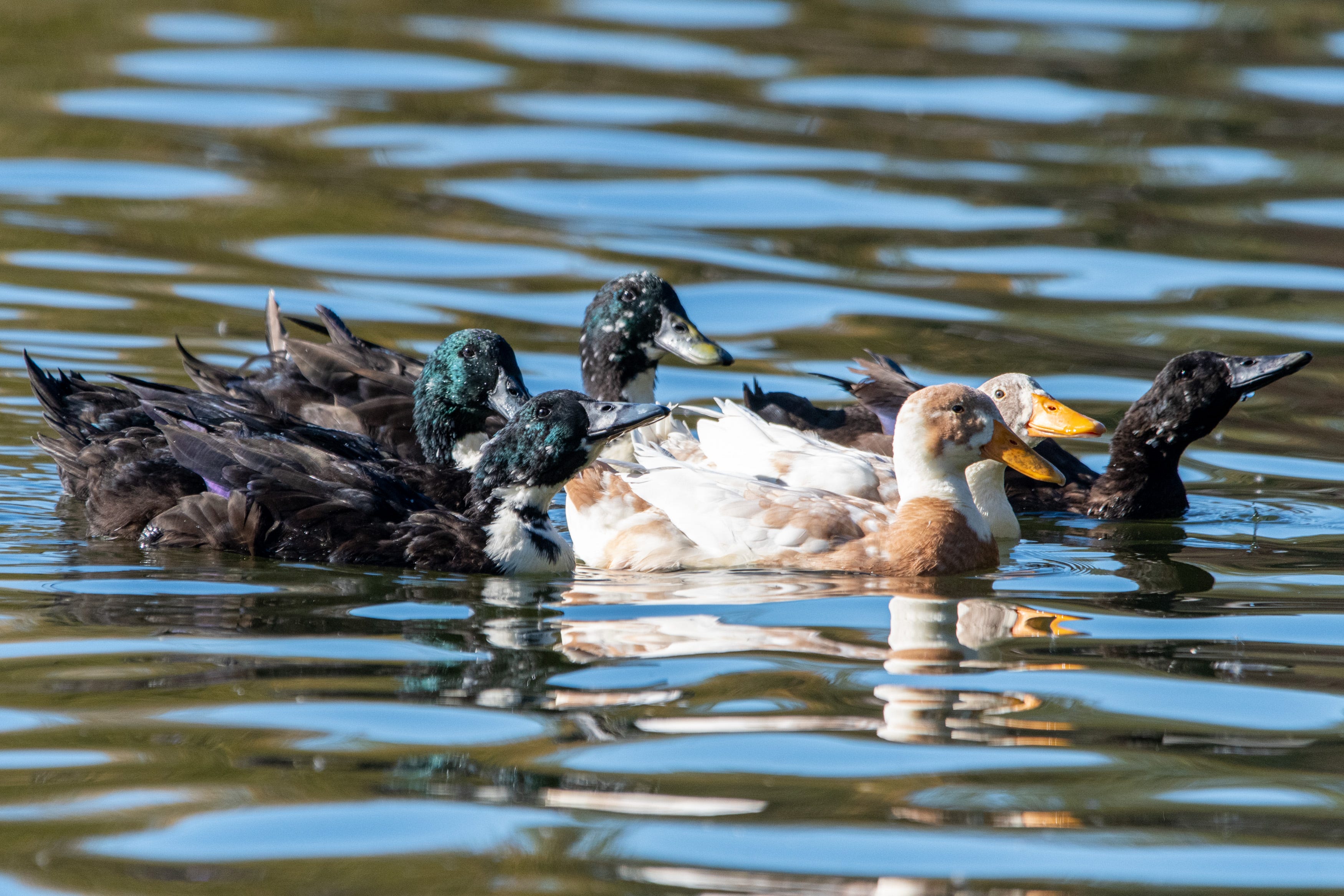 Aloft and aloud - by Caleb Crain - Leaflet