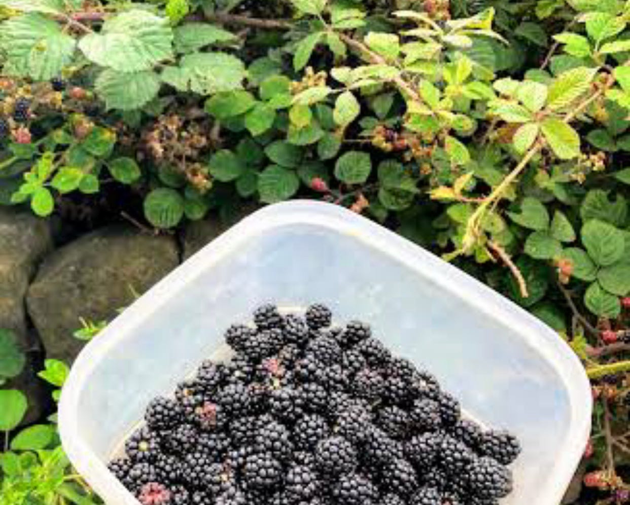 Let’s get ready to Crumble - by Julie Dee - Mother of Hope