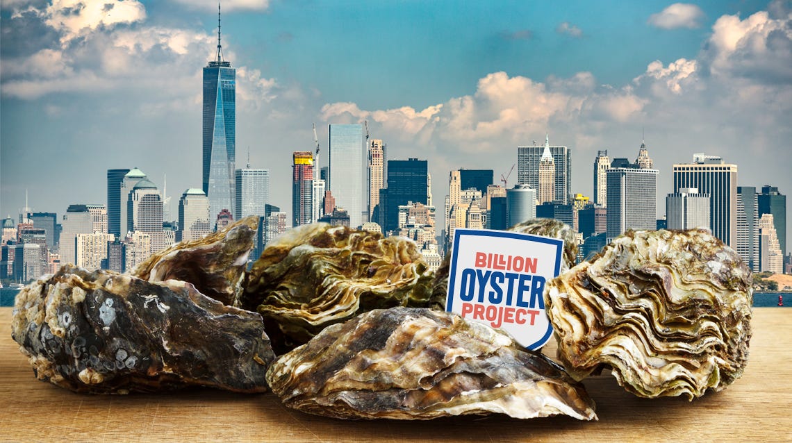 🦪 Oyster power to the rescue - by Gaia Solaris