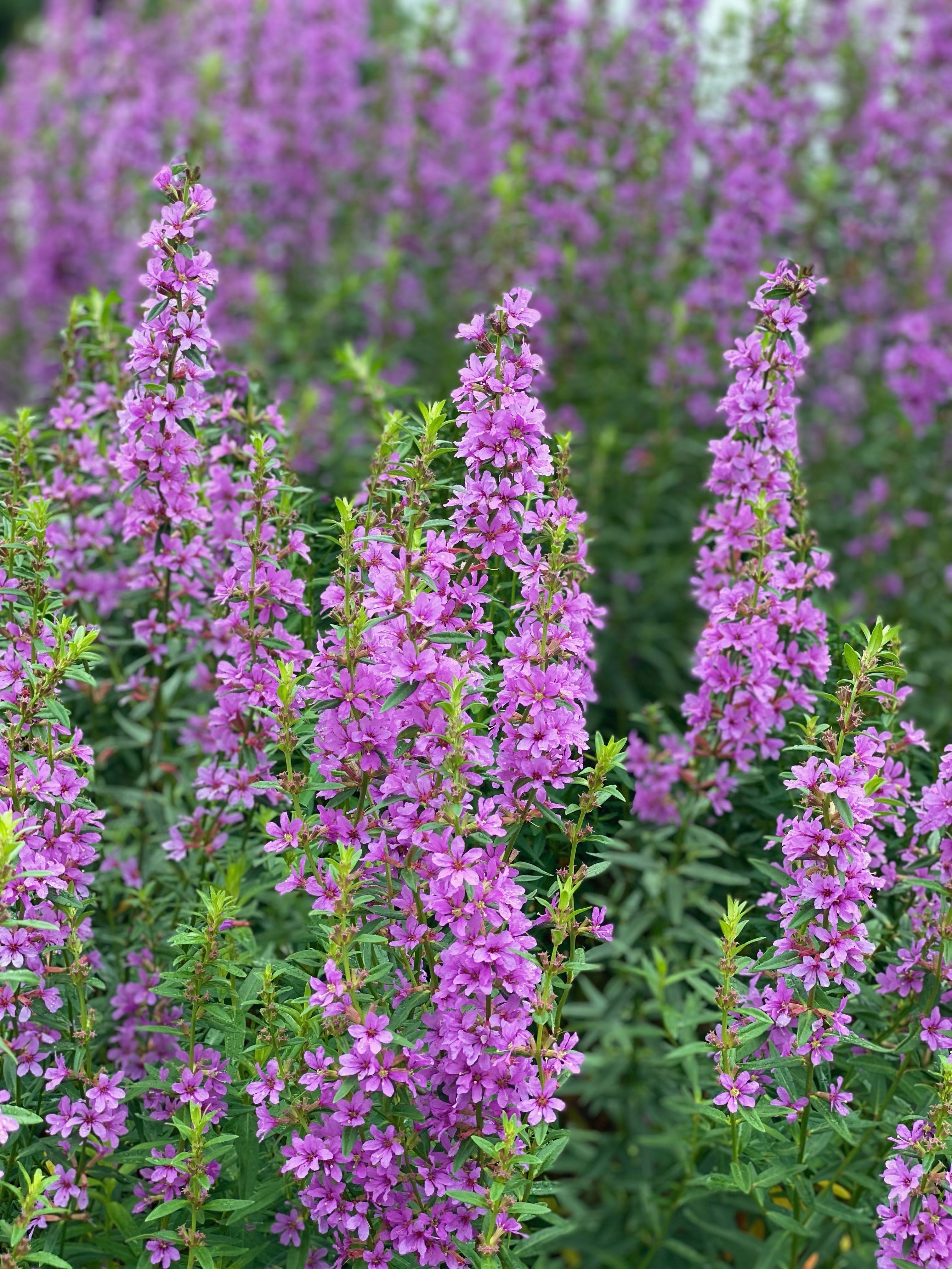 Doldrums - by Joel Neff - 91 Days