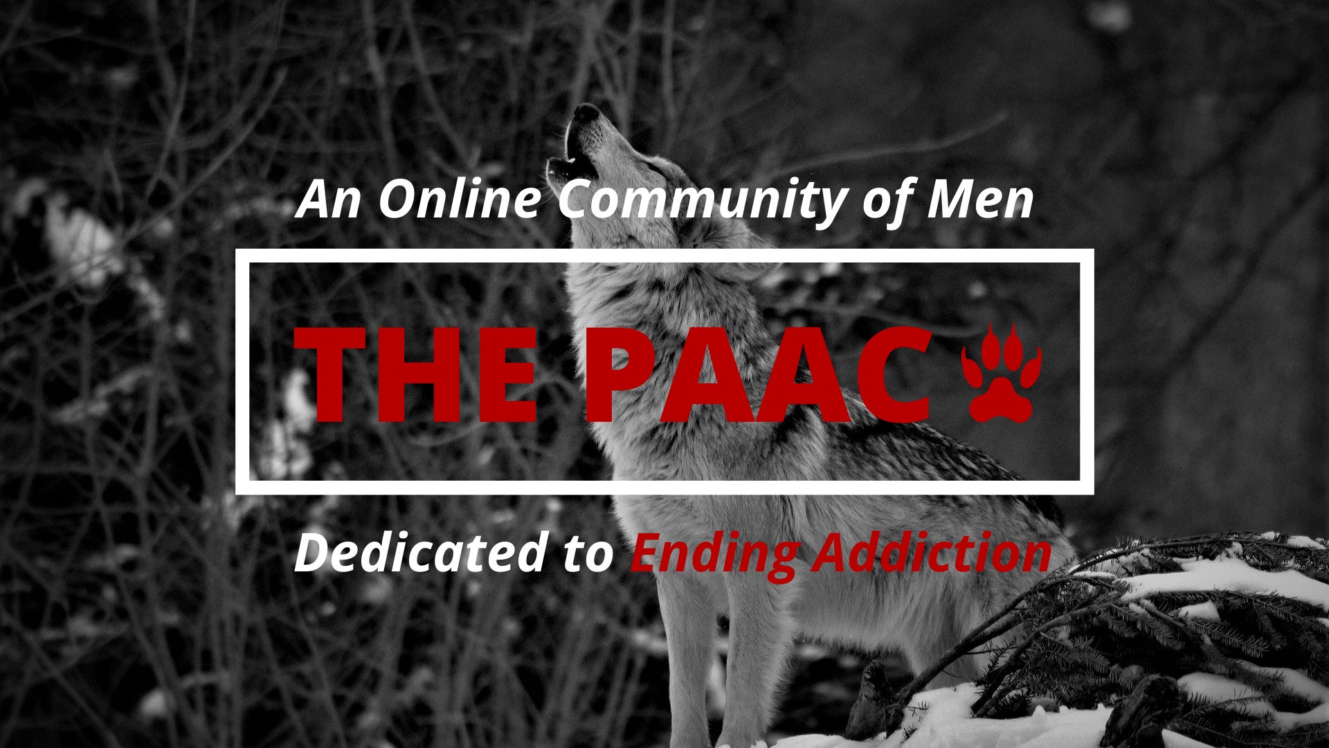 Early Access to THE PAAC is Open! - by 𝐊𝐢𝐧𝐠 𝐃𝐚𝐯𝐢𝐝