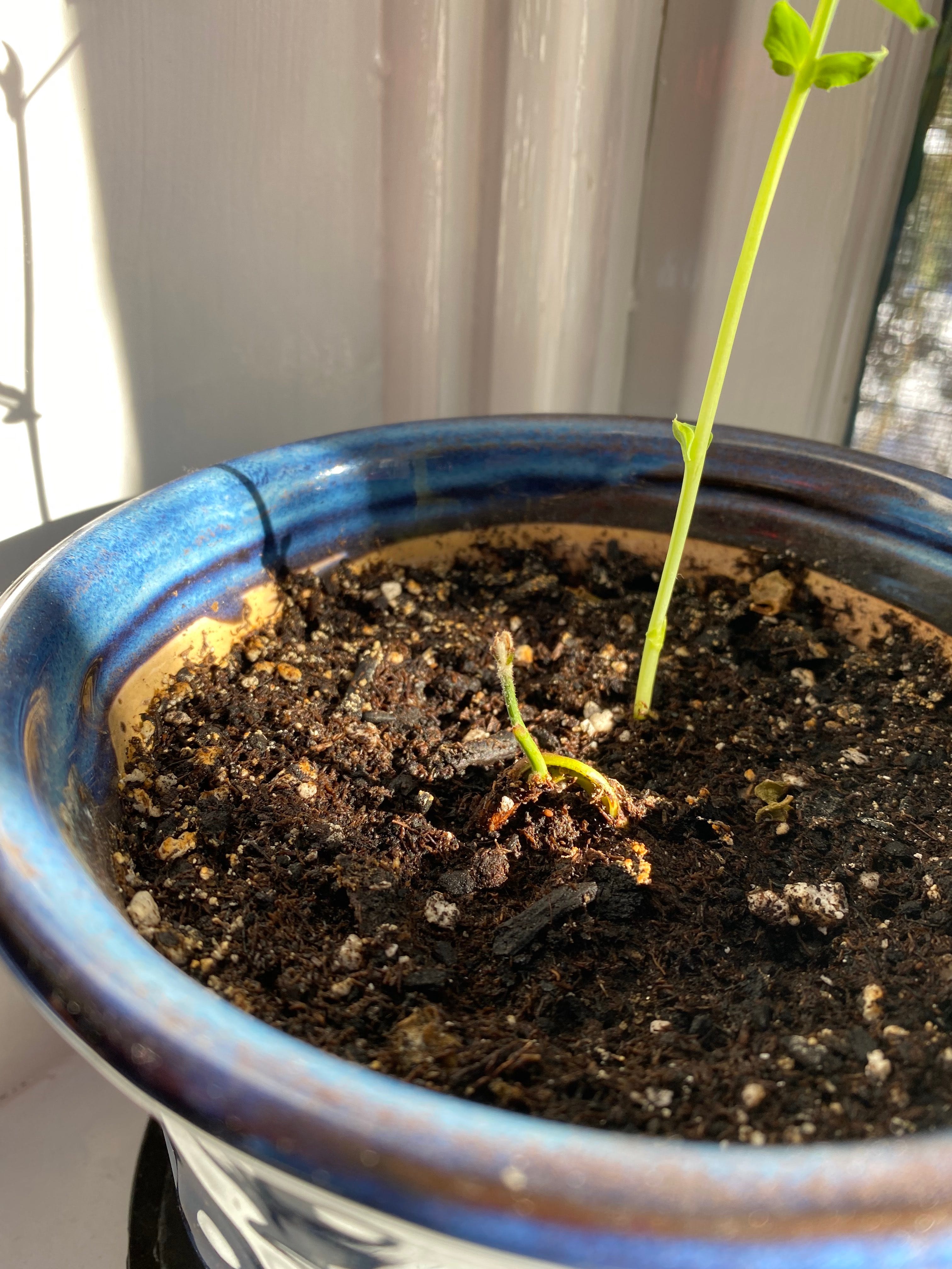 Oak Trees, a Keystone Species - TLDR Near-Native Garden