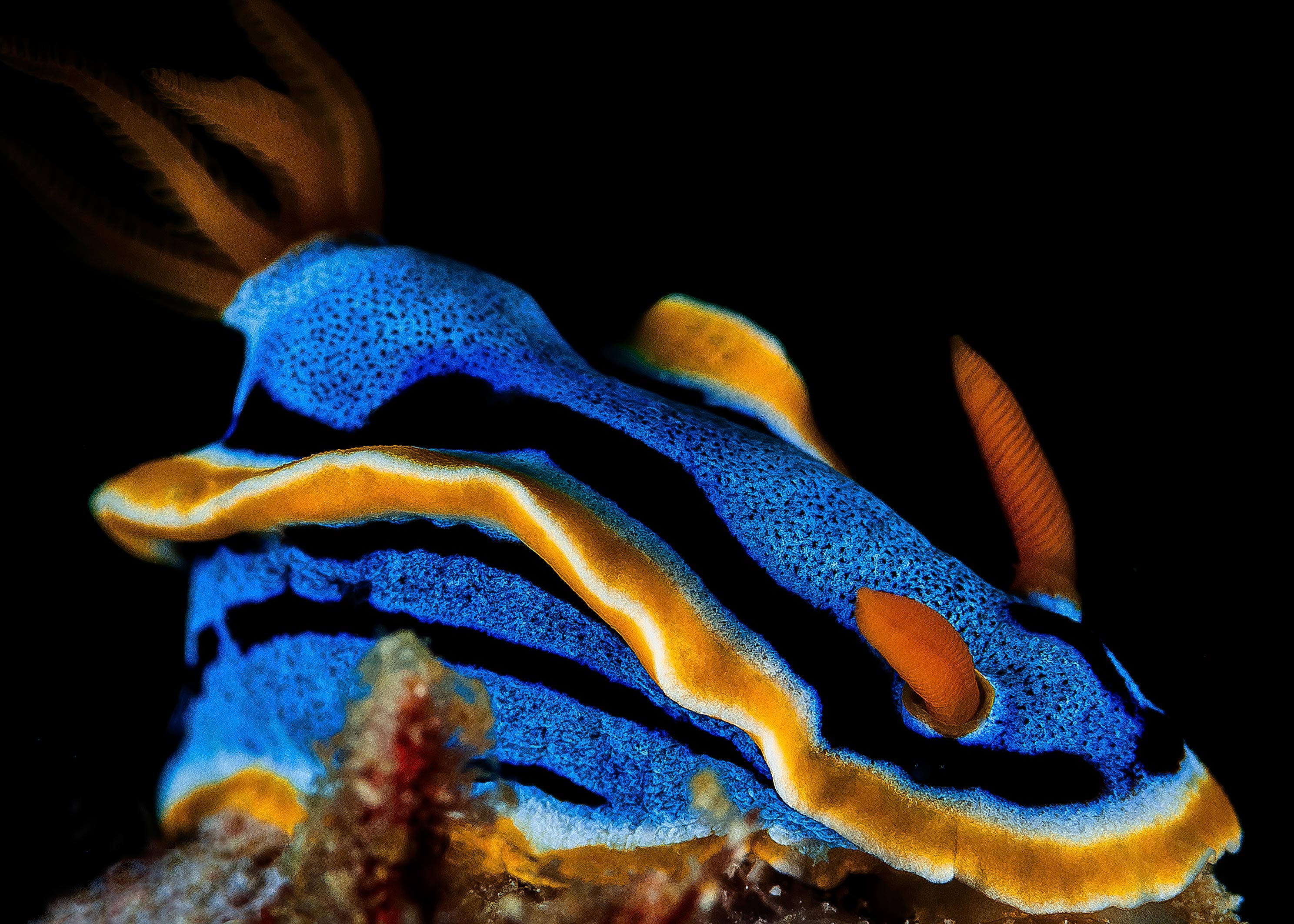 Nudibranchs: The Jewels of the Sea - Ocean Pulse