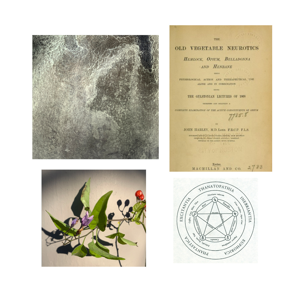 Deadly Nightshade - by Toronto Ink Company