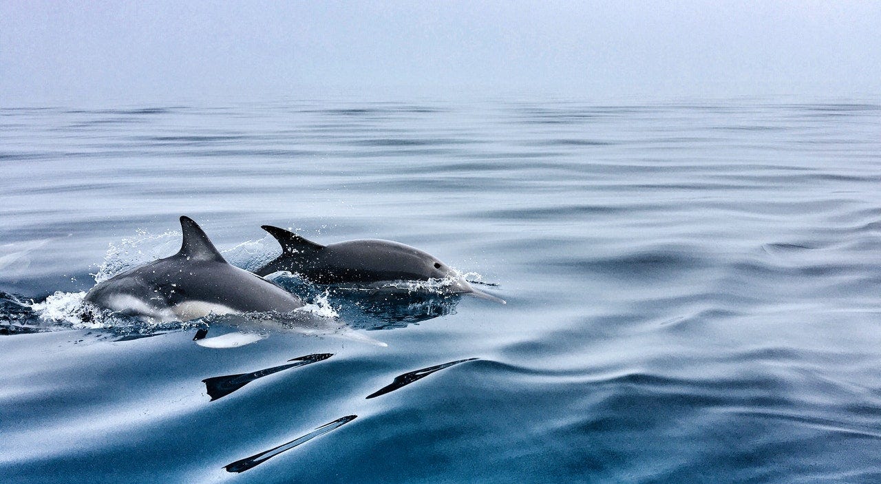 Dolphins Move Forward Up-and-Down - by Ugur Akinci, Ph.D.
