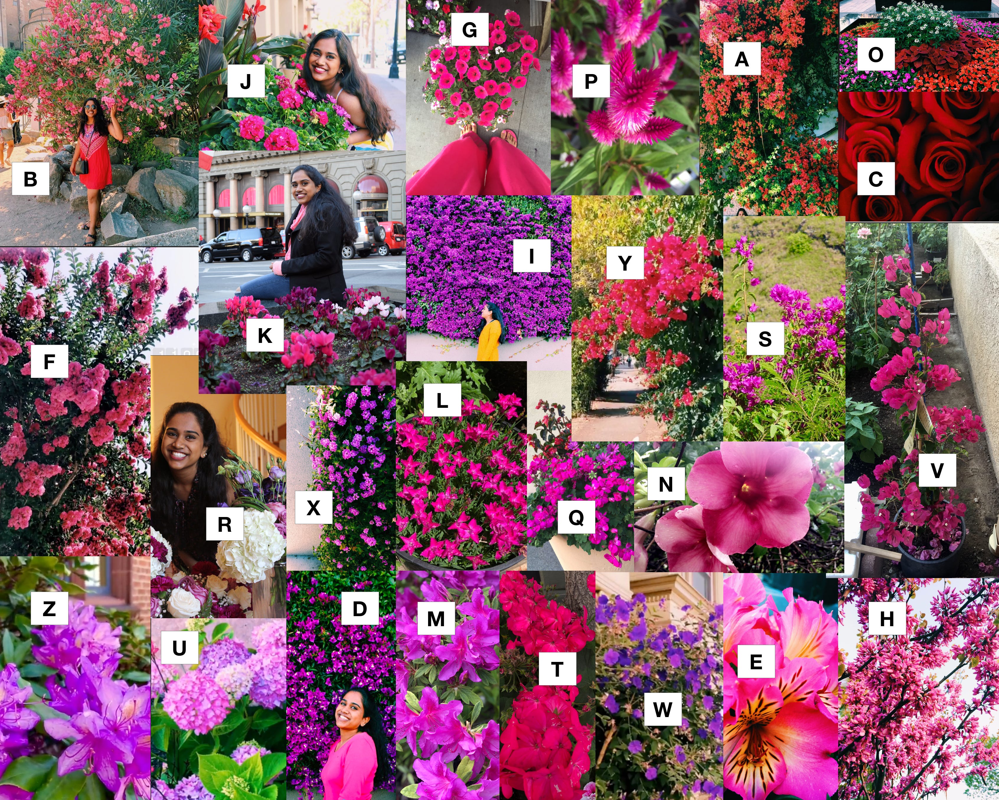 10 Reasons Why I Love Bougainvilleas - Decidedly Divya