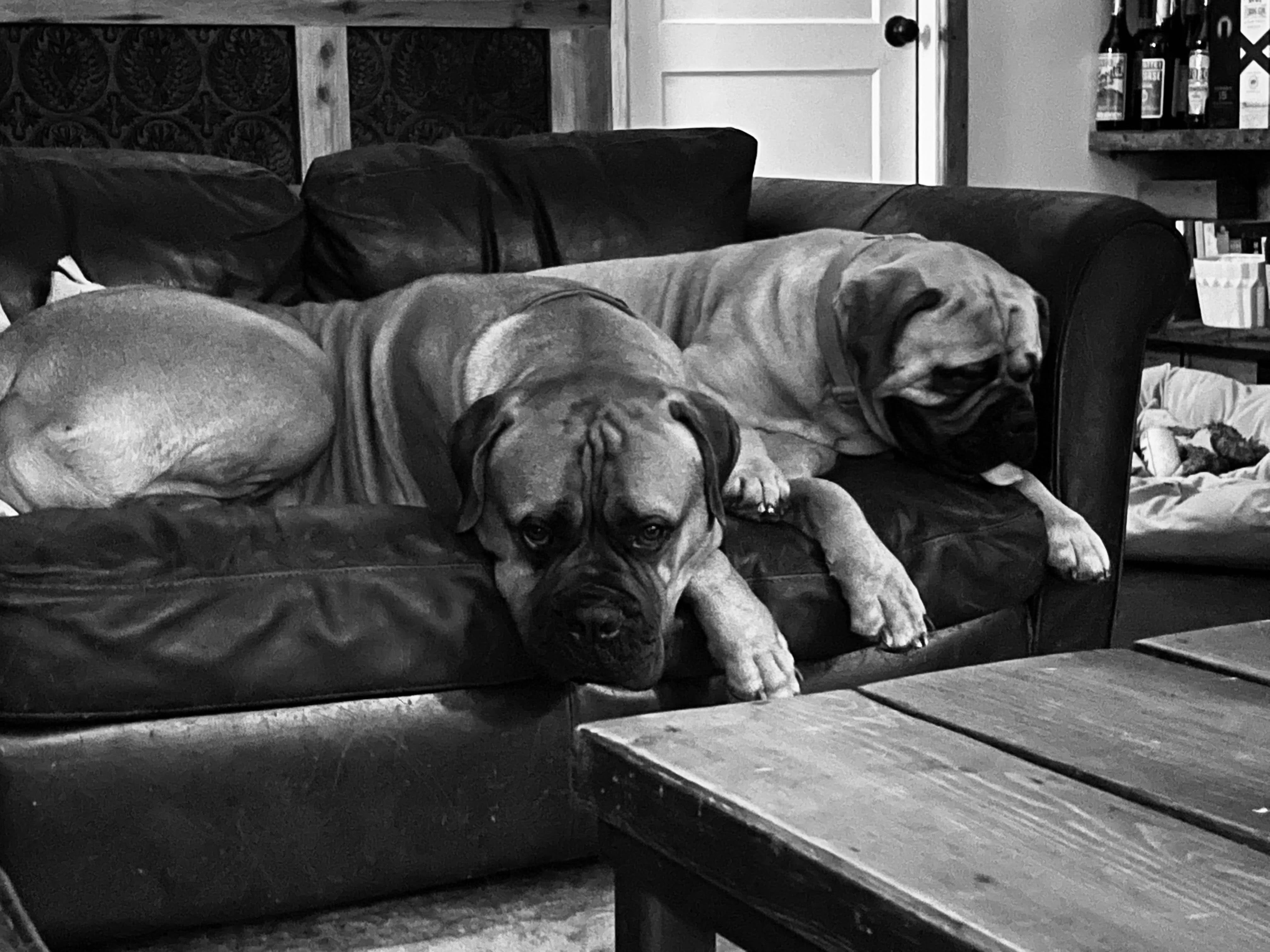 Cocktails With Suderman | Peter Suderman | Substack