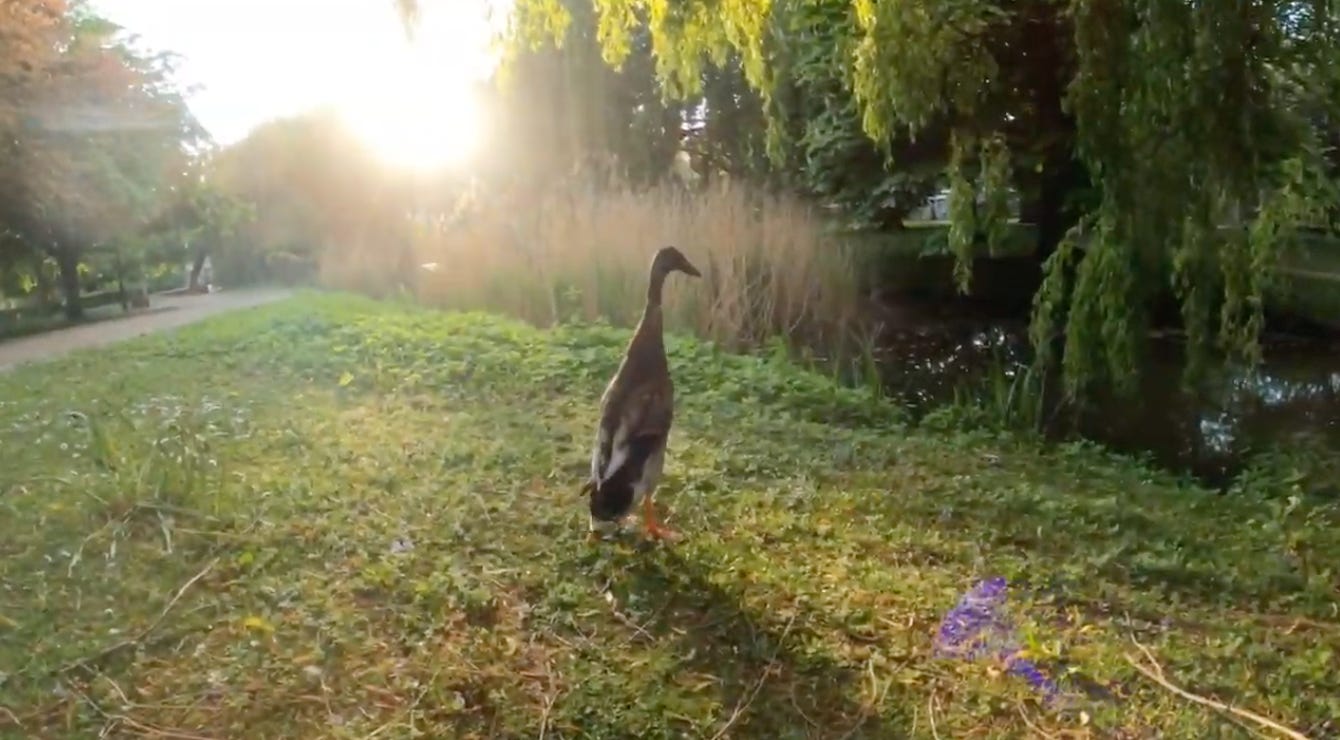 Big Day For Ducks - by Katherine Krueger - Discourse Blog