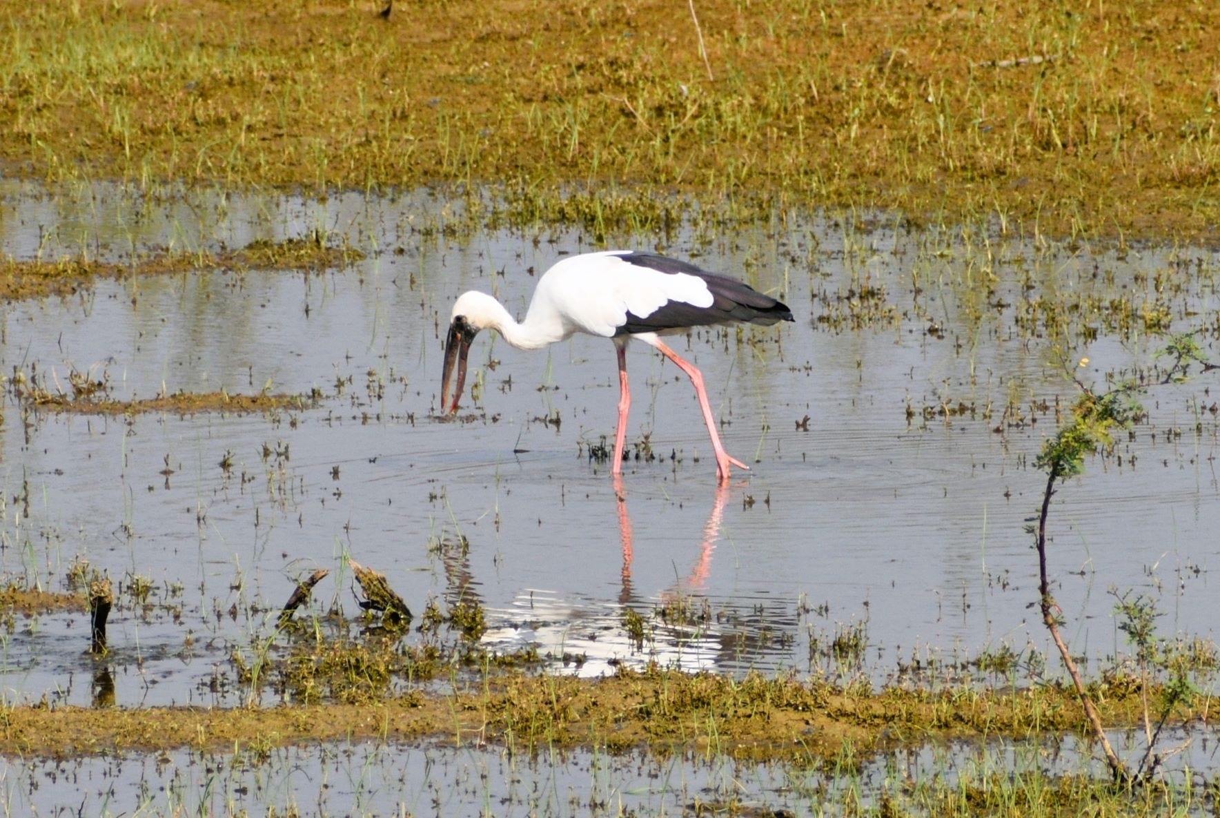 The Billbird Charts - by Vivin Balakrishnan