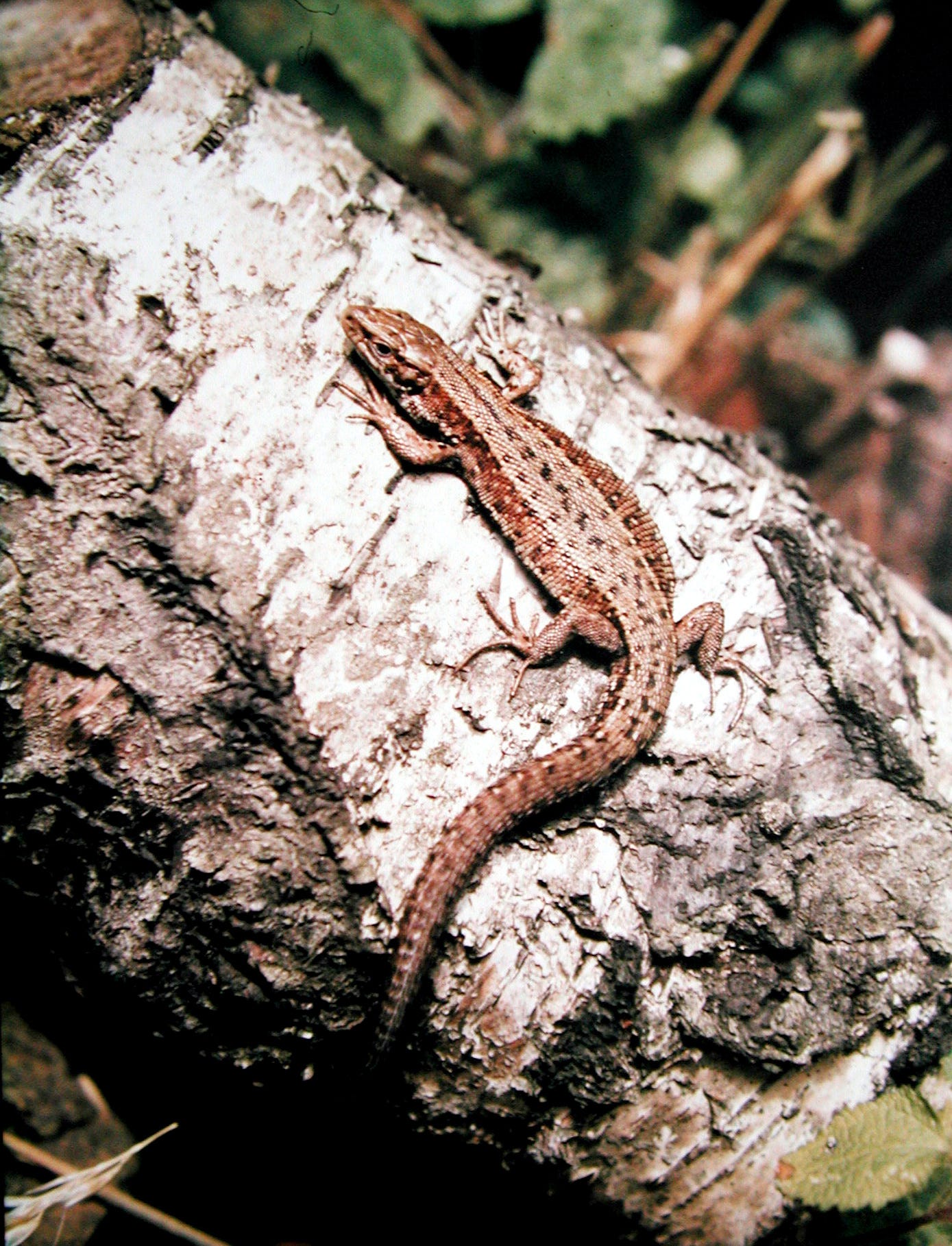 The Signal Box Naturalist - by David Bocking