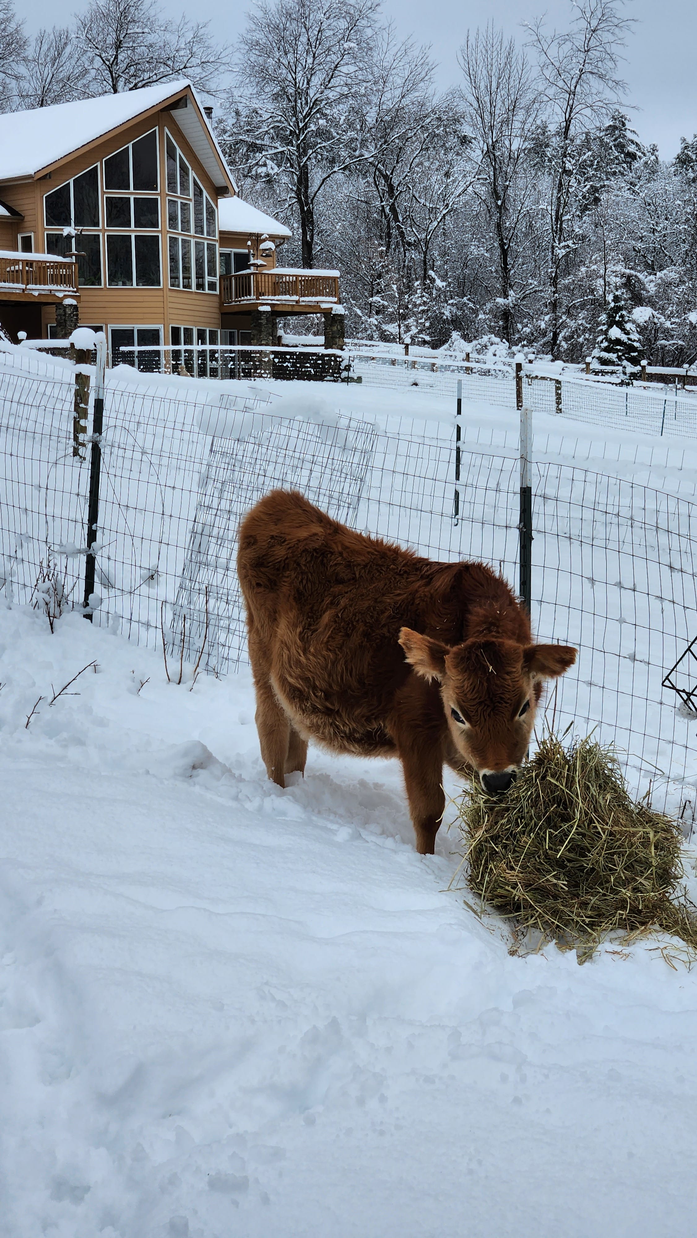 Tulip the Cow - Farming Ontology with Rob