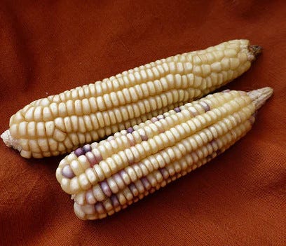 Miscellany Mondays: POPCORN – An American Icon