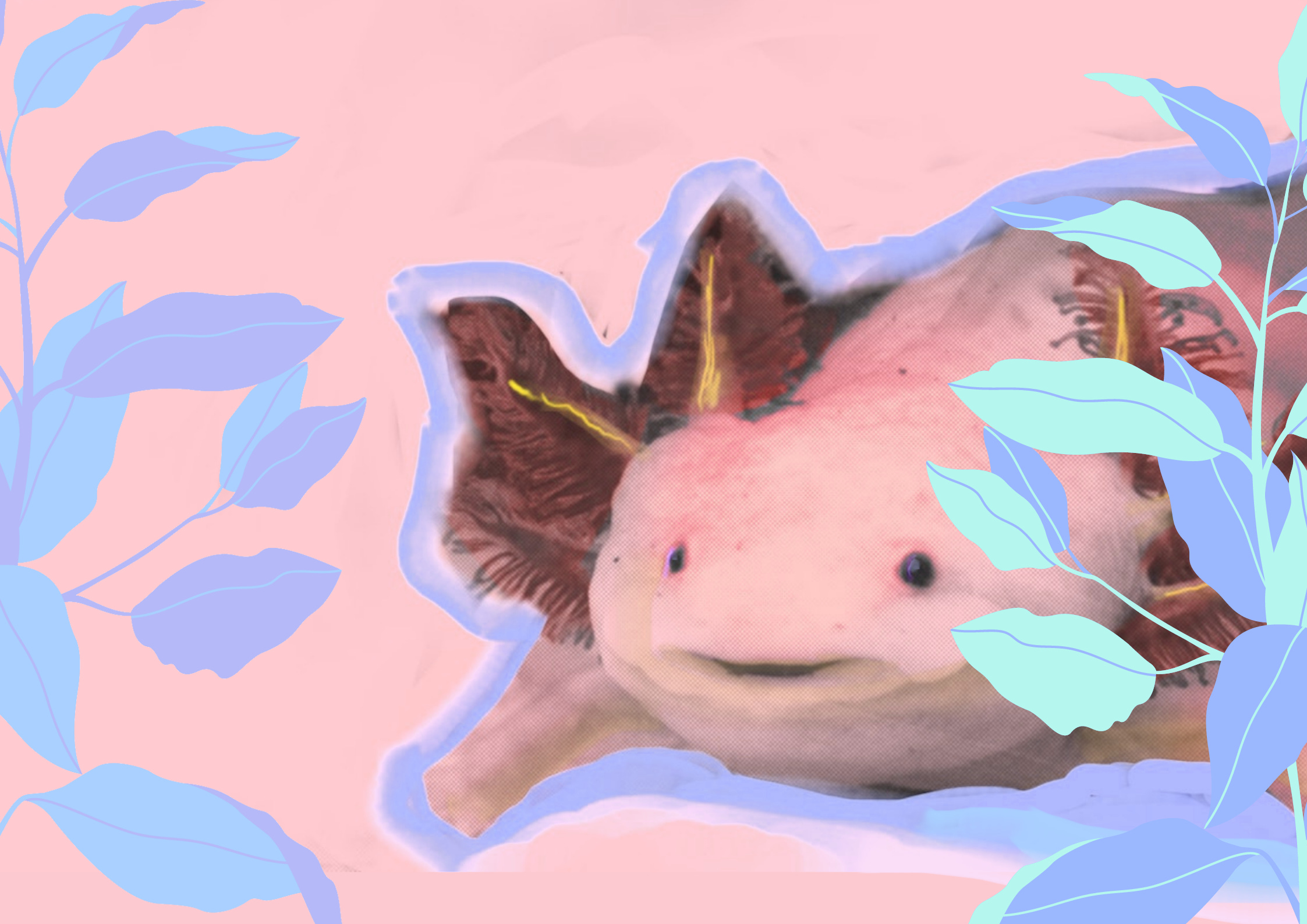 The Axolotl - by taller ahuehuete - ahuehuete.org