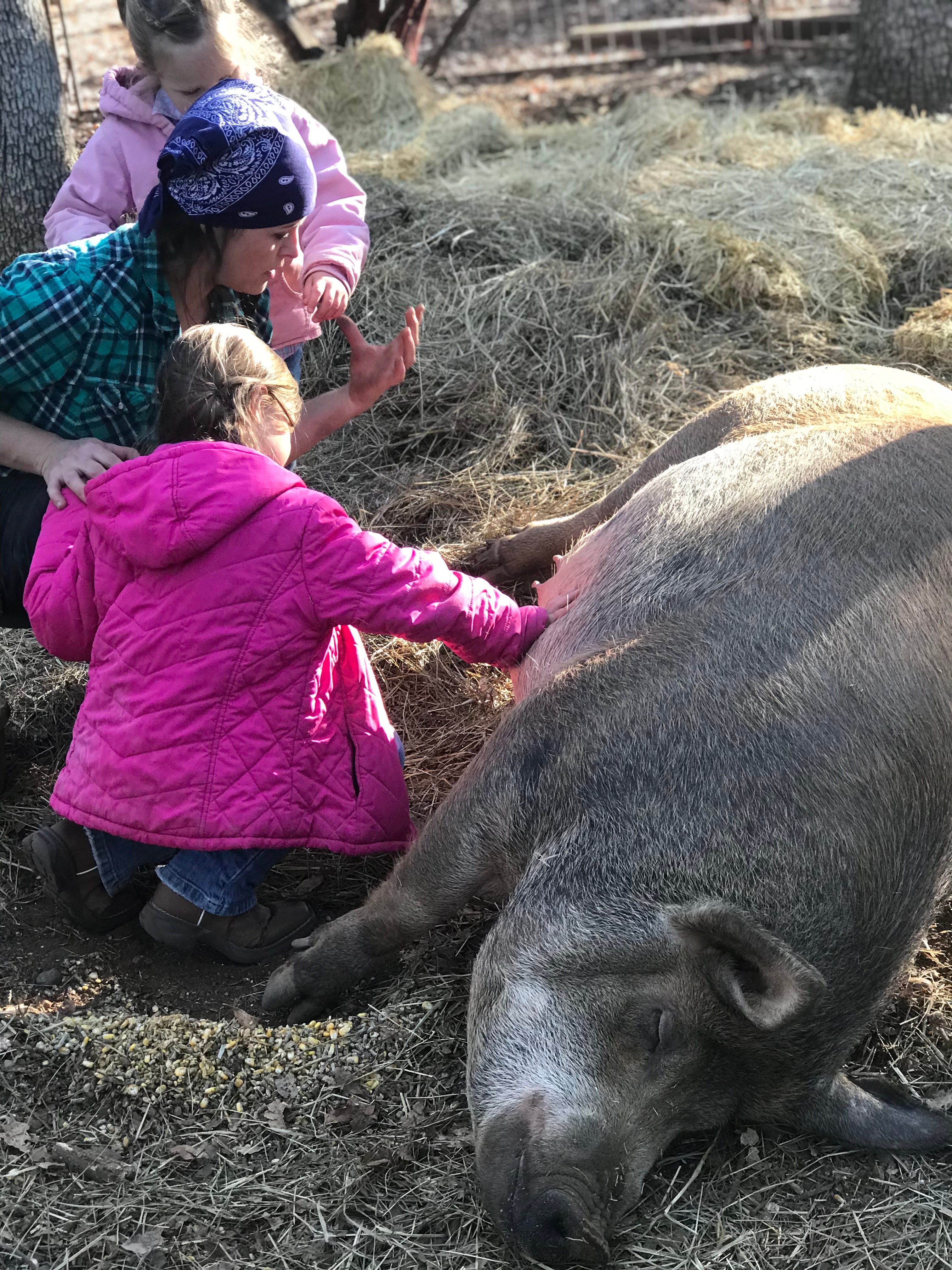 Husbandry 101 - 4th Edition - by A. L. Bork, DVM