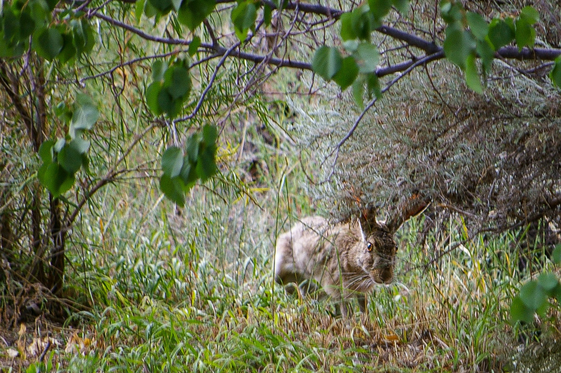 Soul Map - by John Hamilton Farr - GODDAMN BUFFALO