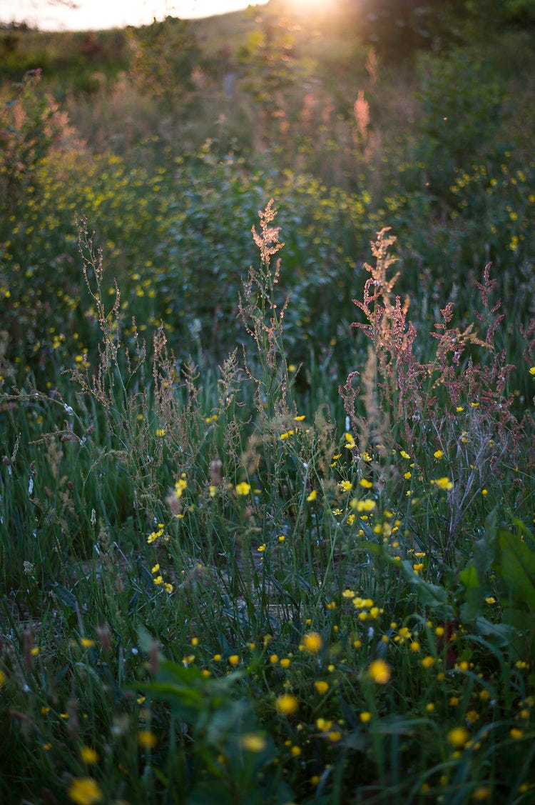 Nature Commune - by Claire Davey - Cailleach