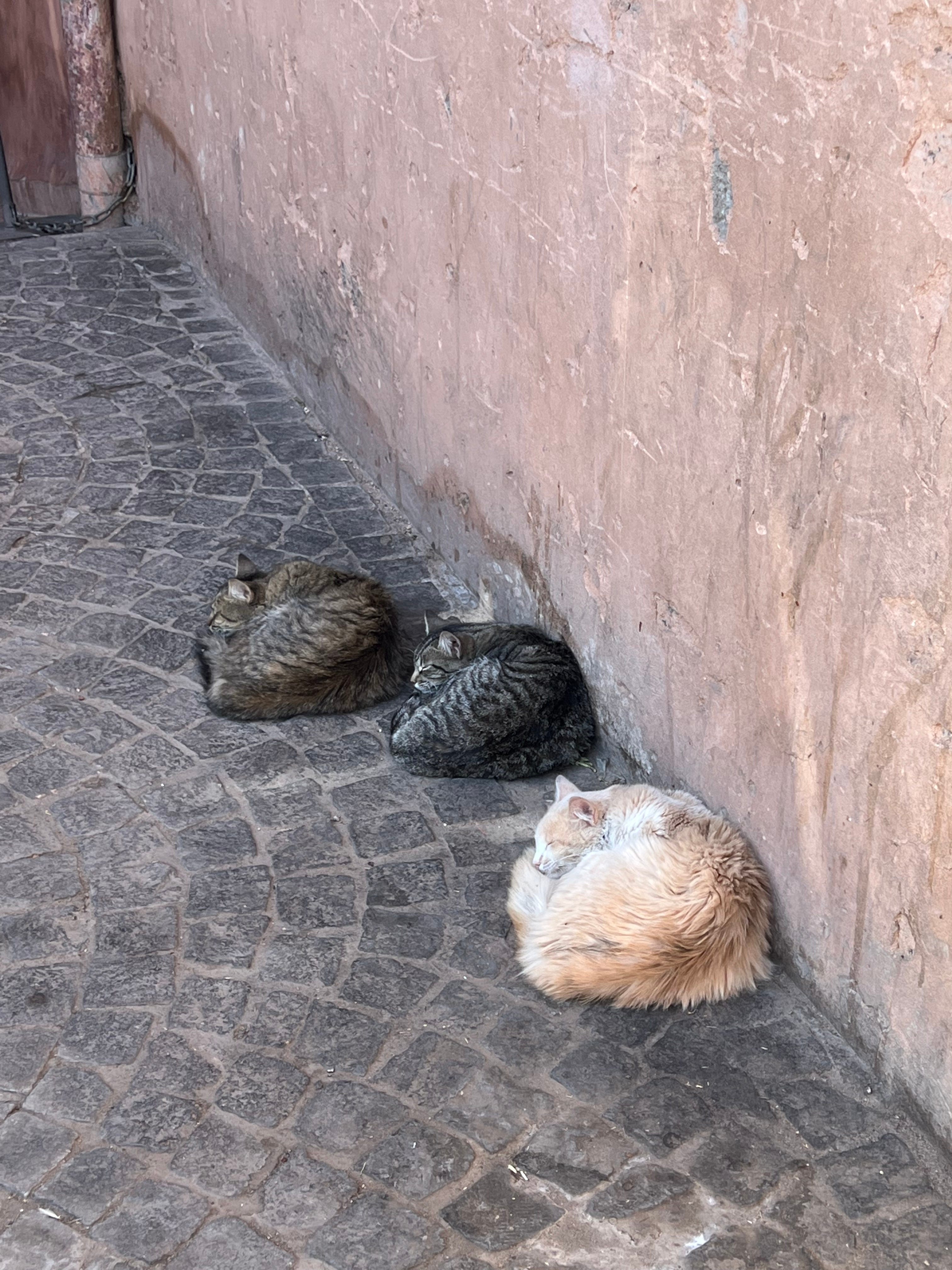 The Many Cats of Morocco - by Brendan Menapace