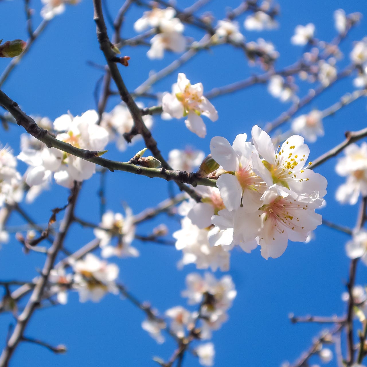 Join monique wells’ subscriber chat