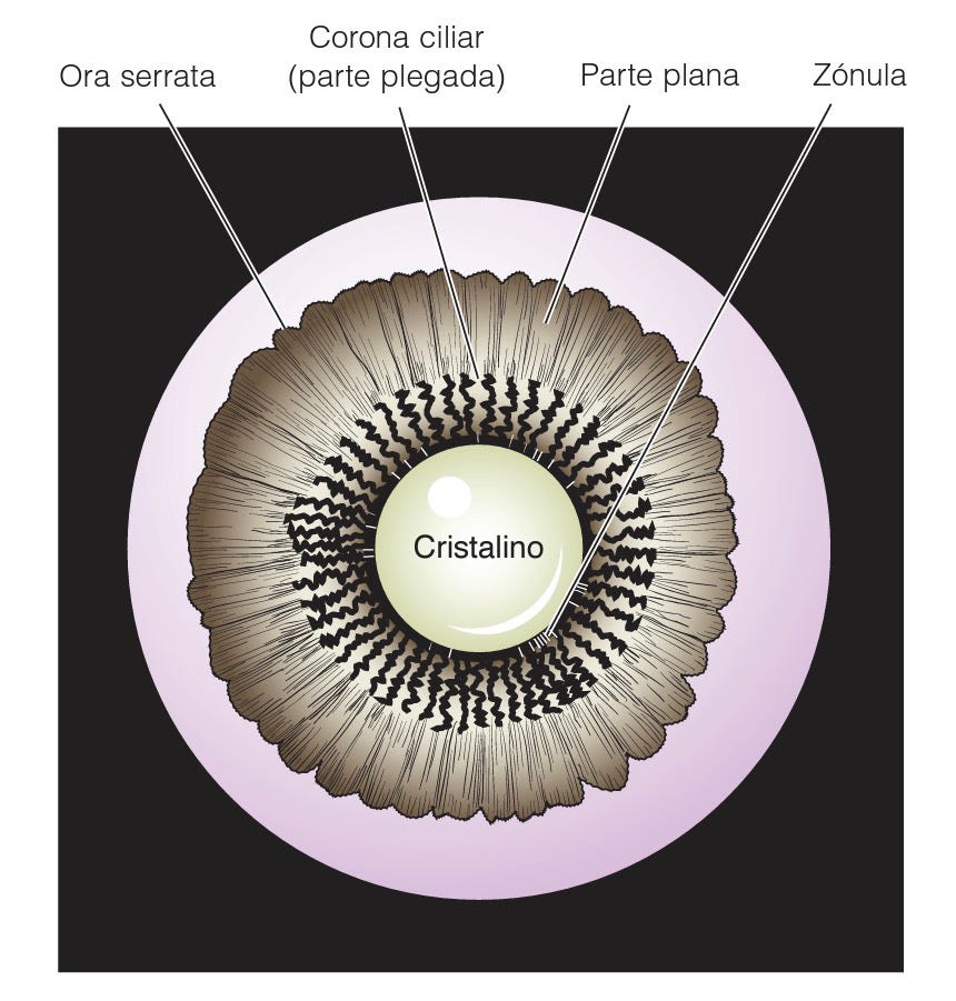 Anatomía del ojo en Oftalmología - by Harold Ferraz